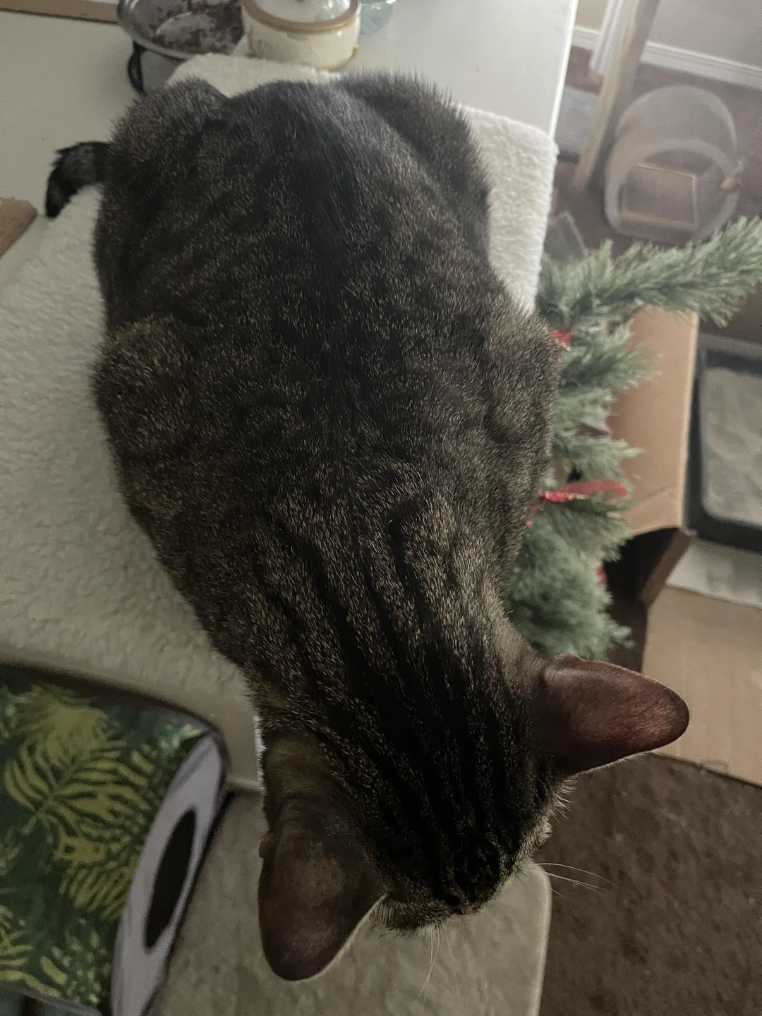 Curious Loaf by Lux | Scrolller