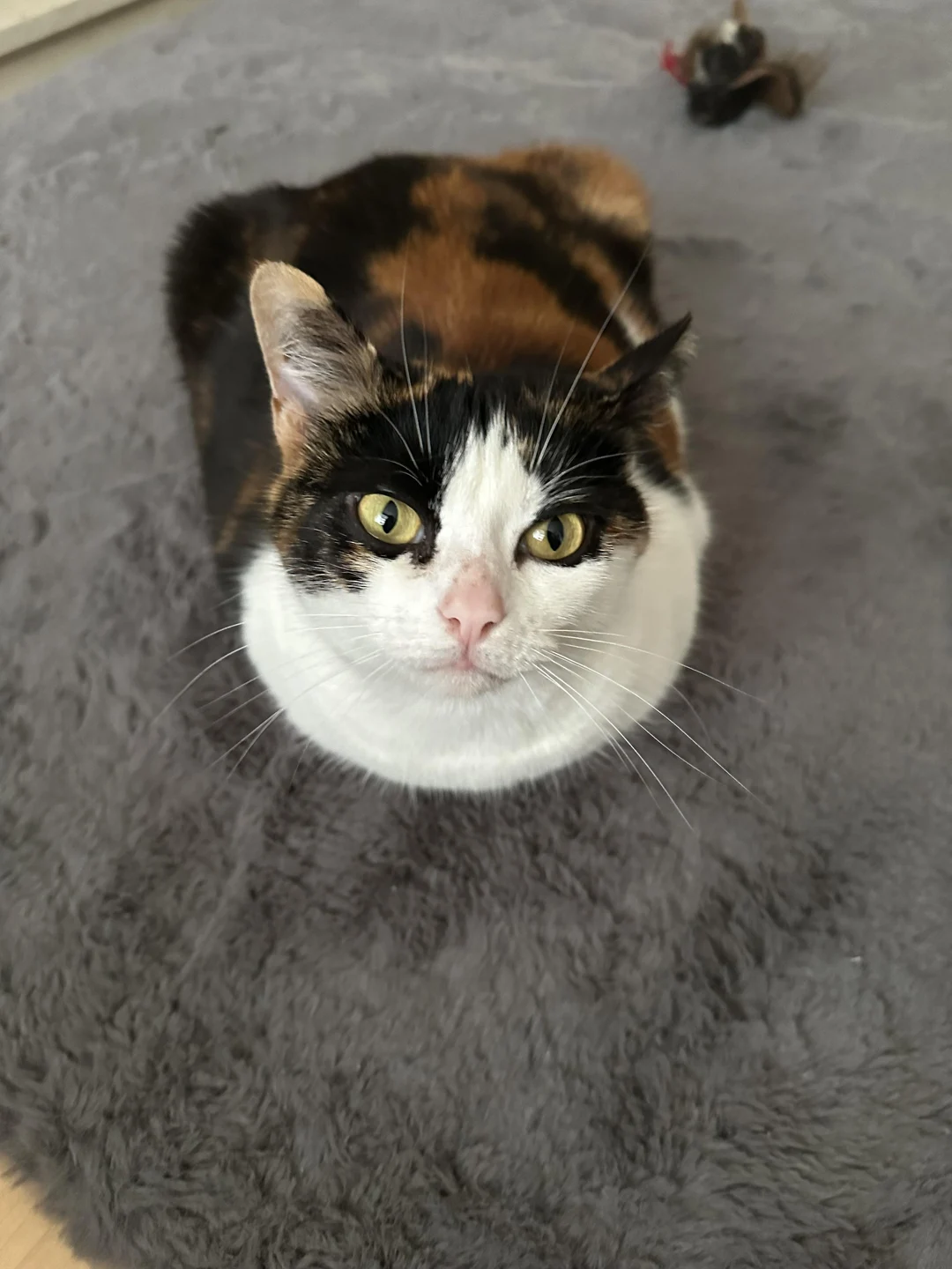 Loaf | Scrolller