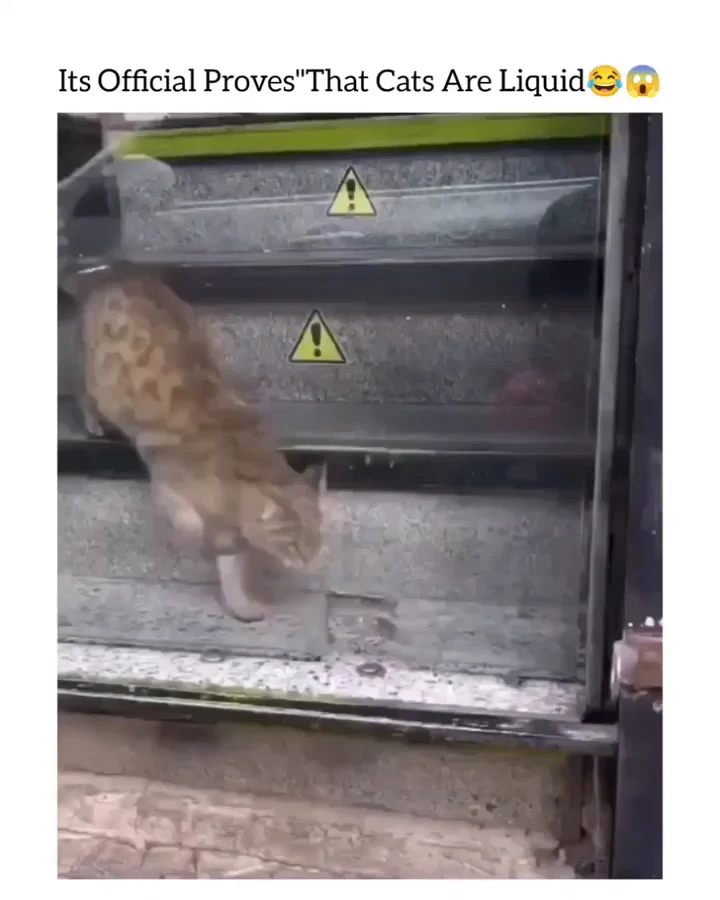 Its official Proves "That Cats are Liquid :) | Scrolller