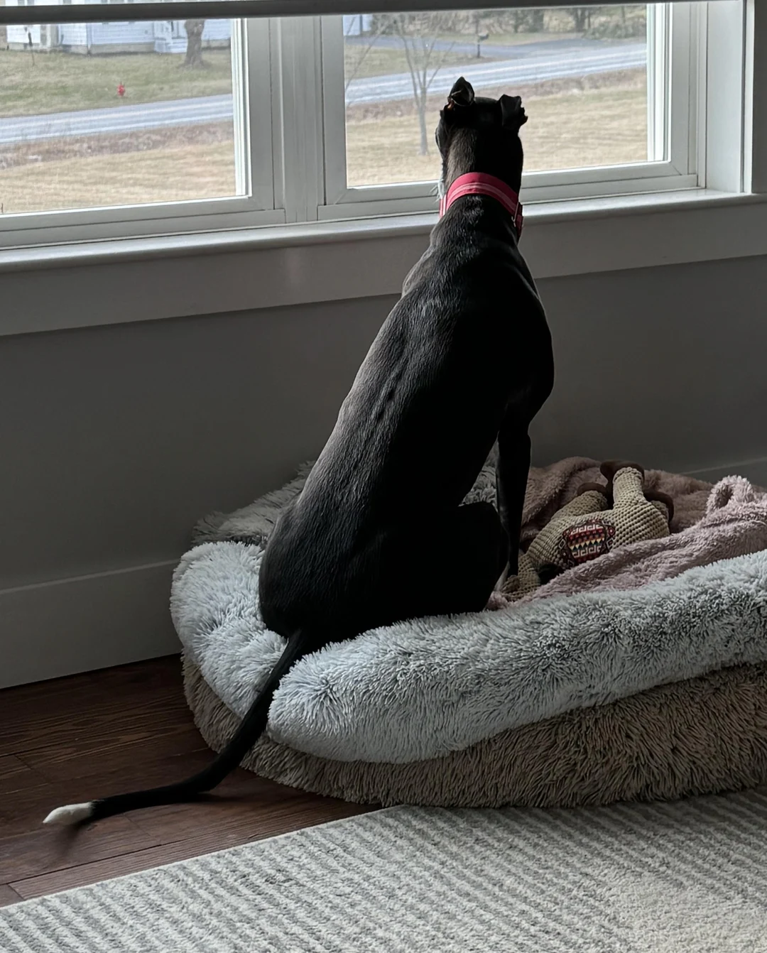 What is this creature? | Scrolller