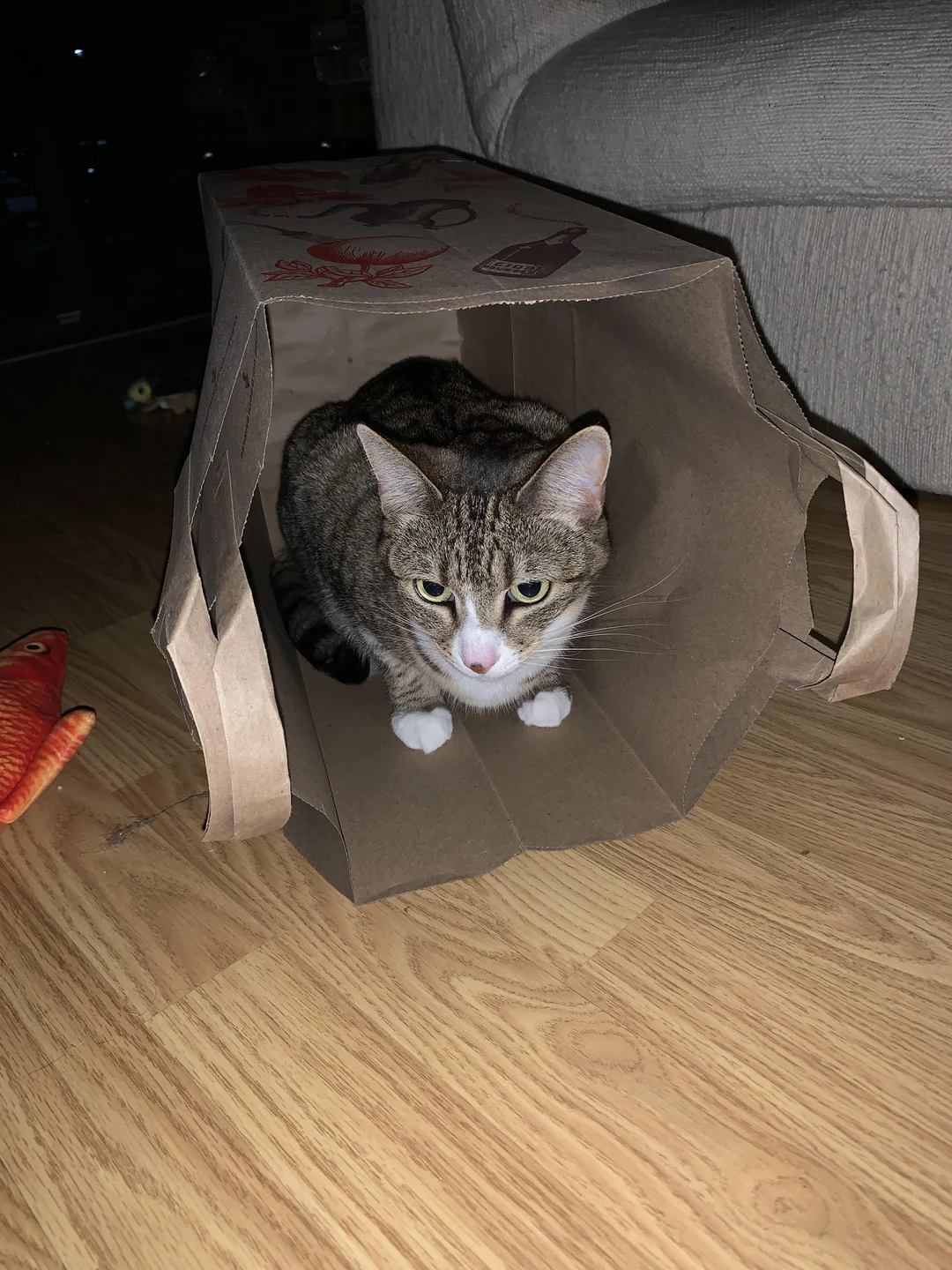 Tango loves Trader Joe’s bags | Scrolller