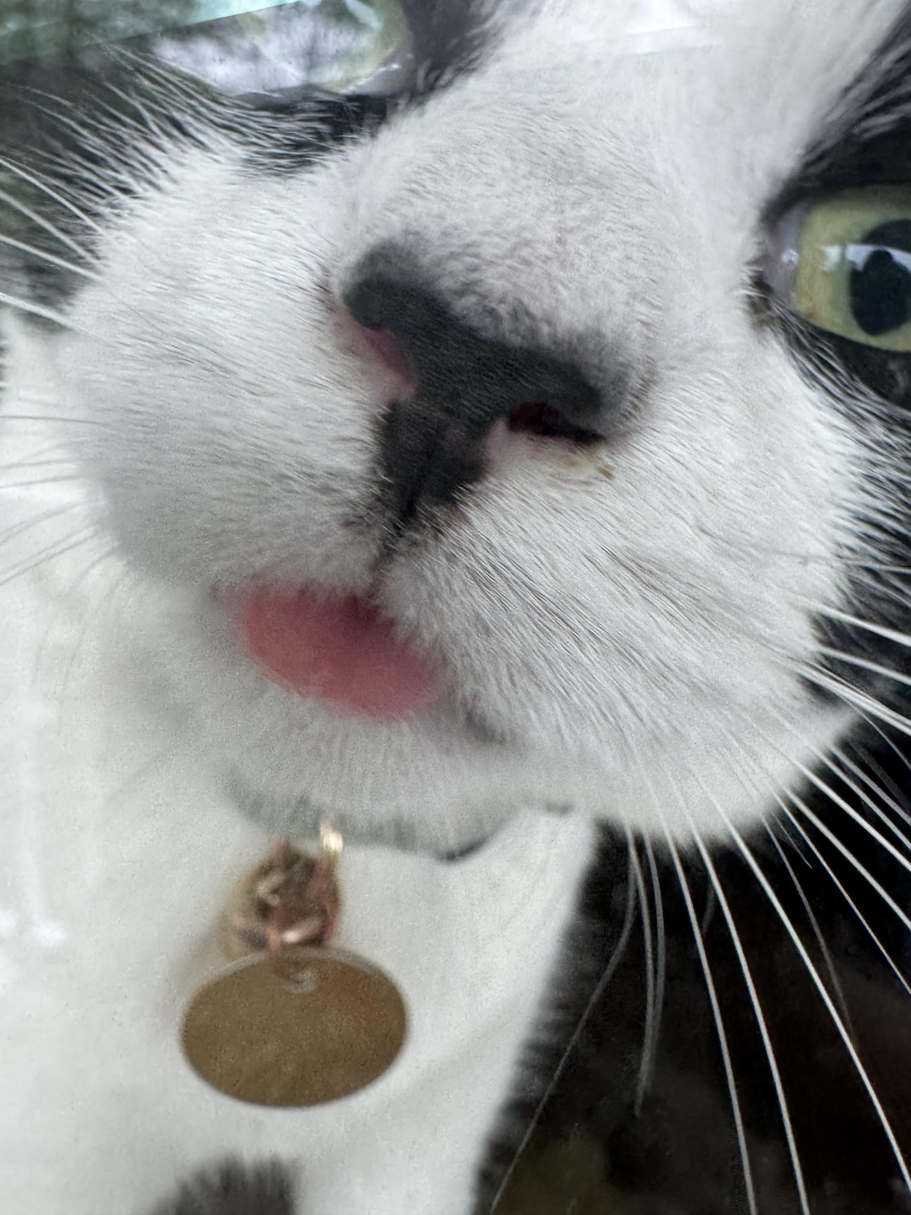 Squished Window Blep | Scrolller