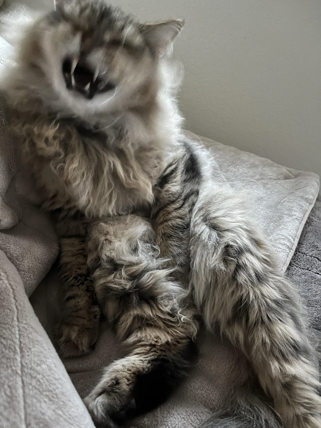 Here’s my “graceful creature” | Scrolller