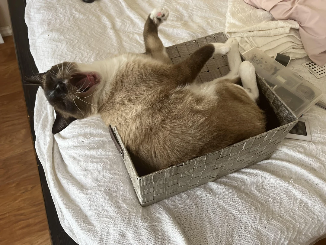 Sewing box trap | Scrolller