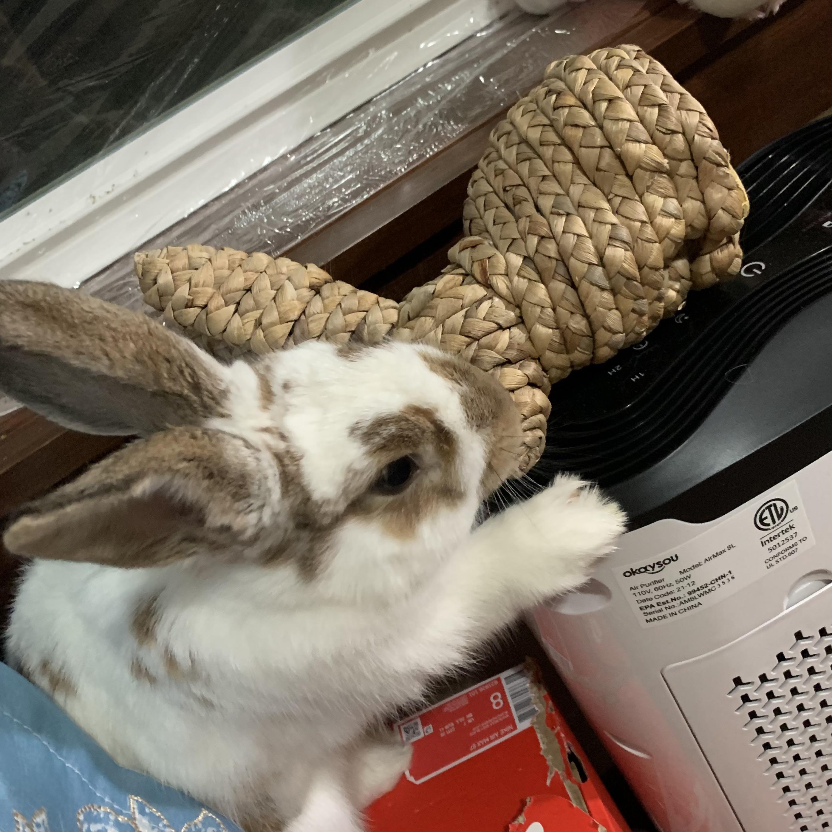 Bunny kisses. a shakespearean romance | Scrolller