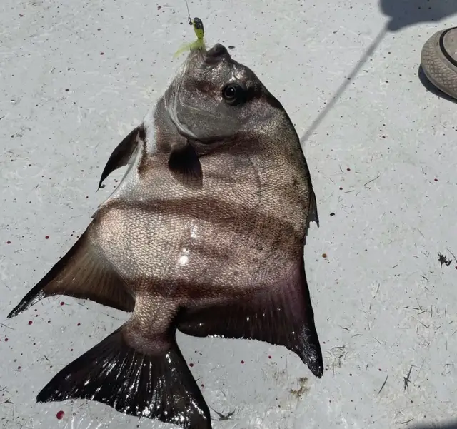 Spaid fish | Scrolller