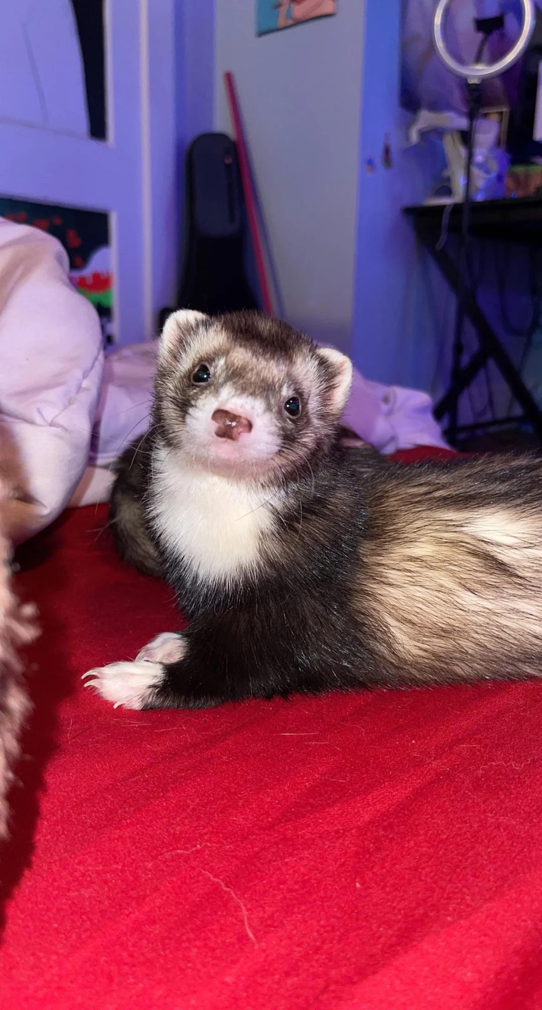 a distinguished gentlemen | Scrolller