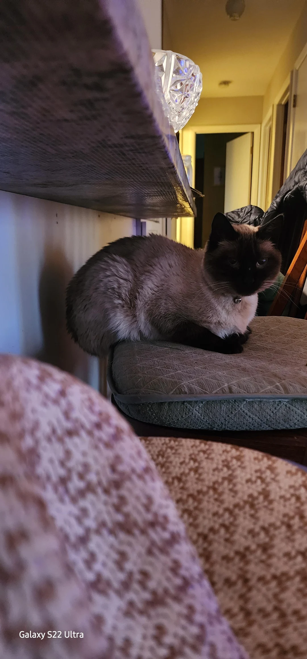 Drooping Loaf | Scrolller