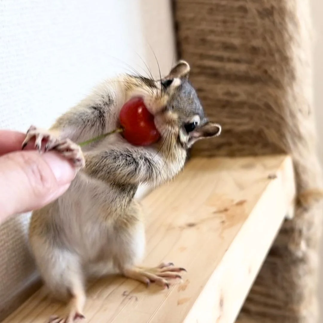 Snatching! | Scrolller