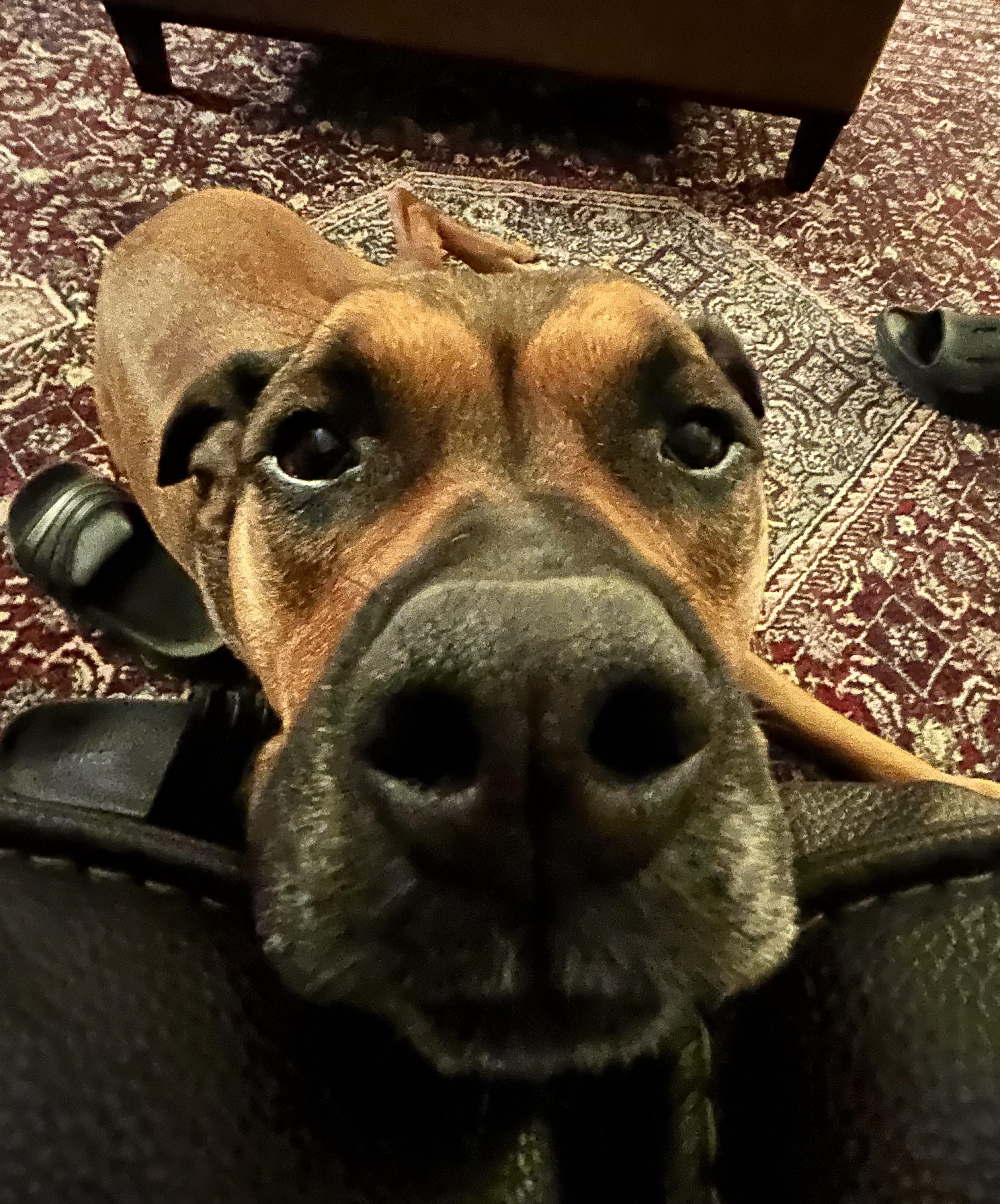 Good girl - Boop! | Scrolller