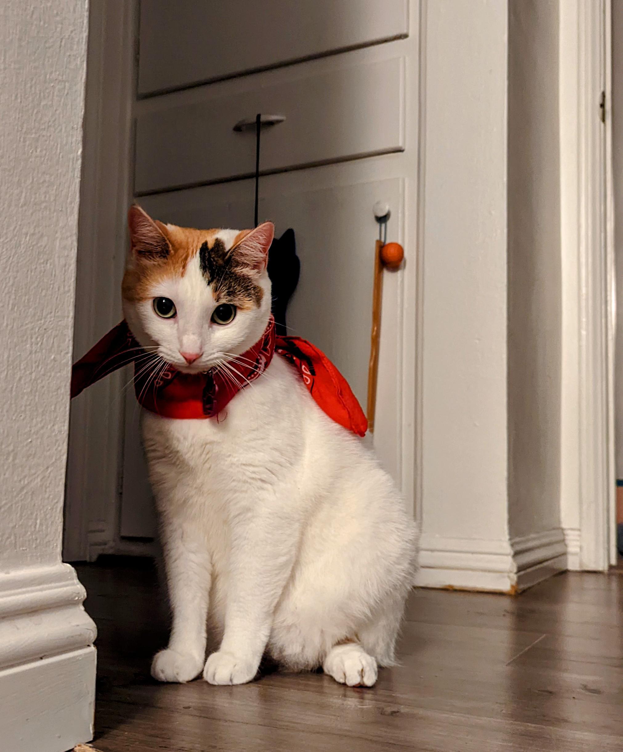 [OC] Mrs. Biscuits | Scrolller