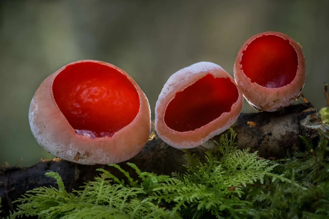 Scarlet elf cup | Scrolller
