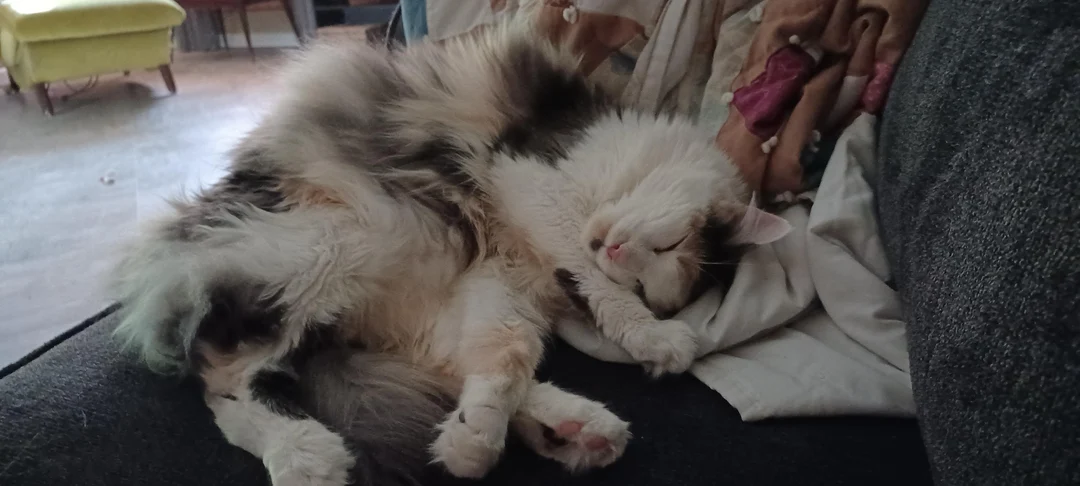 She may only be half maine coon, but she's full fluff | Scrolller