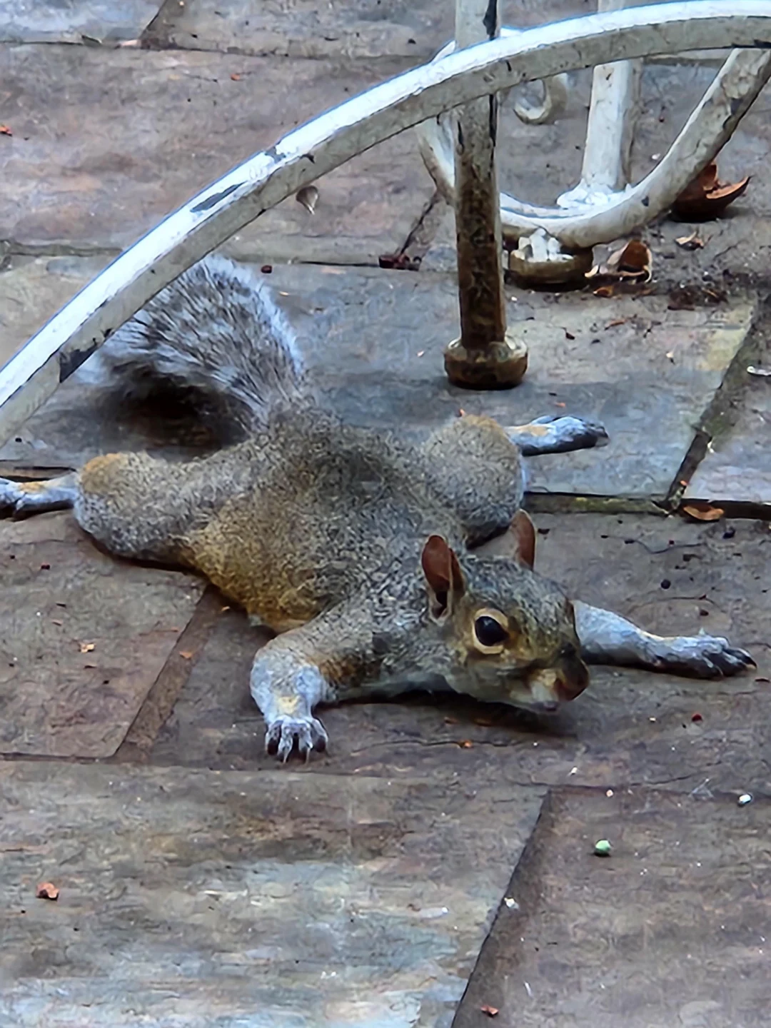 Melting Squirrel | Scrolller