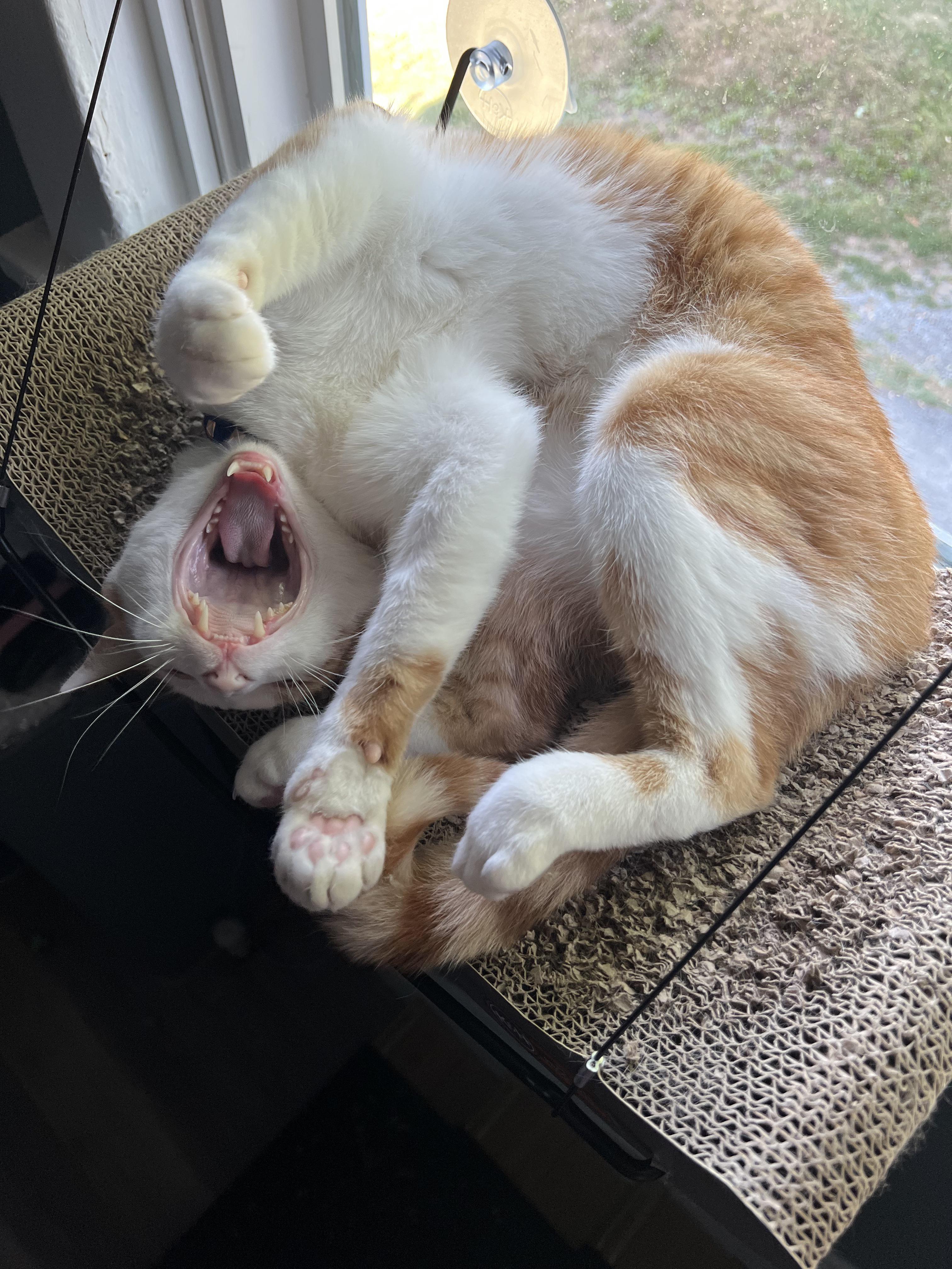 May possibly be the worlds biggest stretch | Scrolller