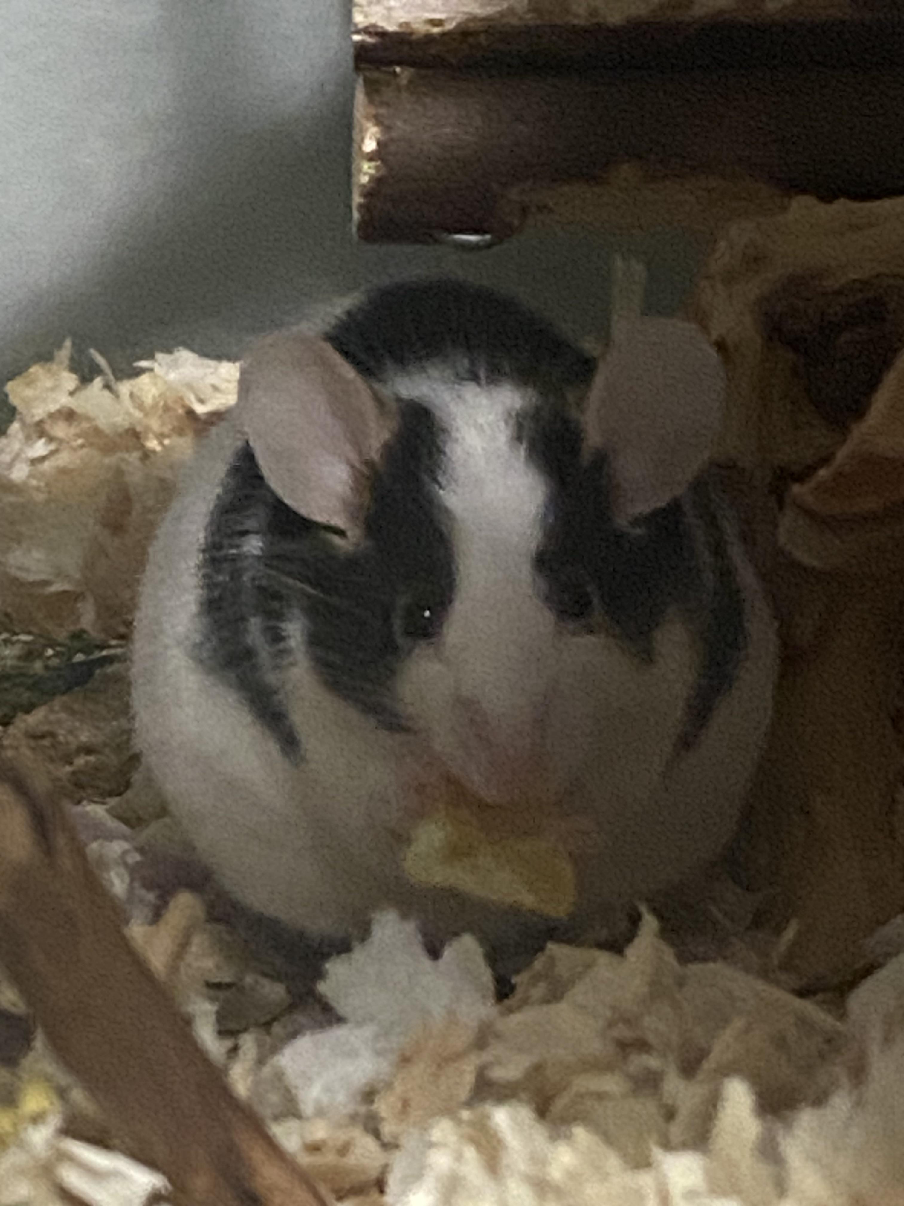 Round mouse | Scrolller