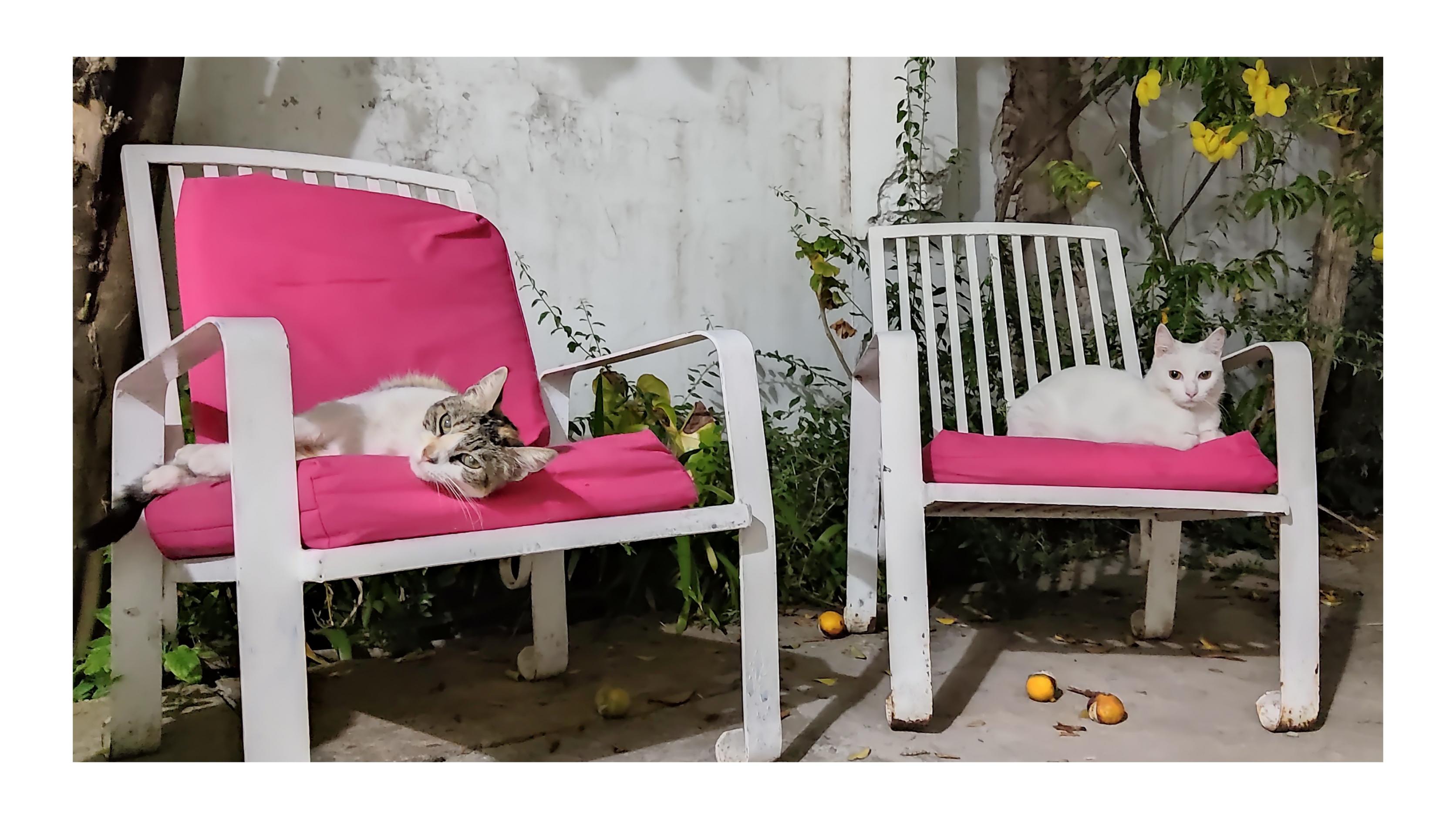 At this moment I thought about stealing my neighbor's cats 😂 was so ...