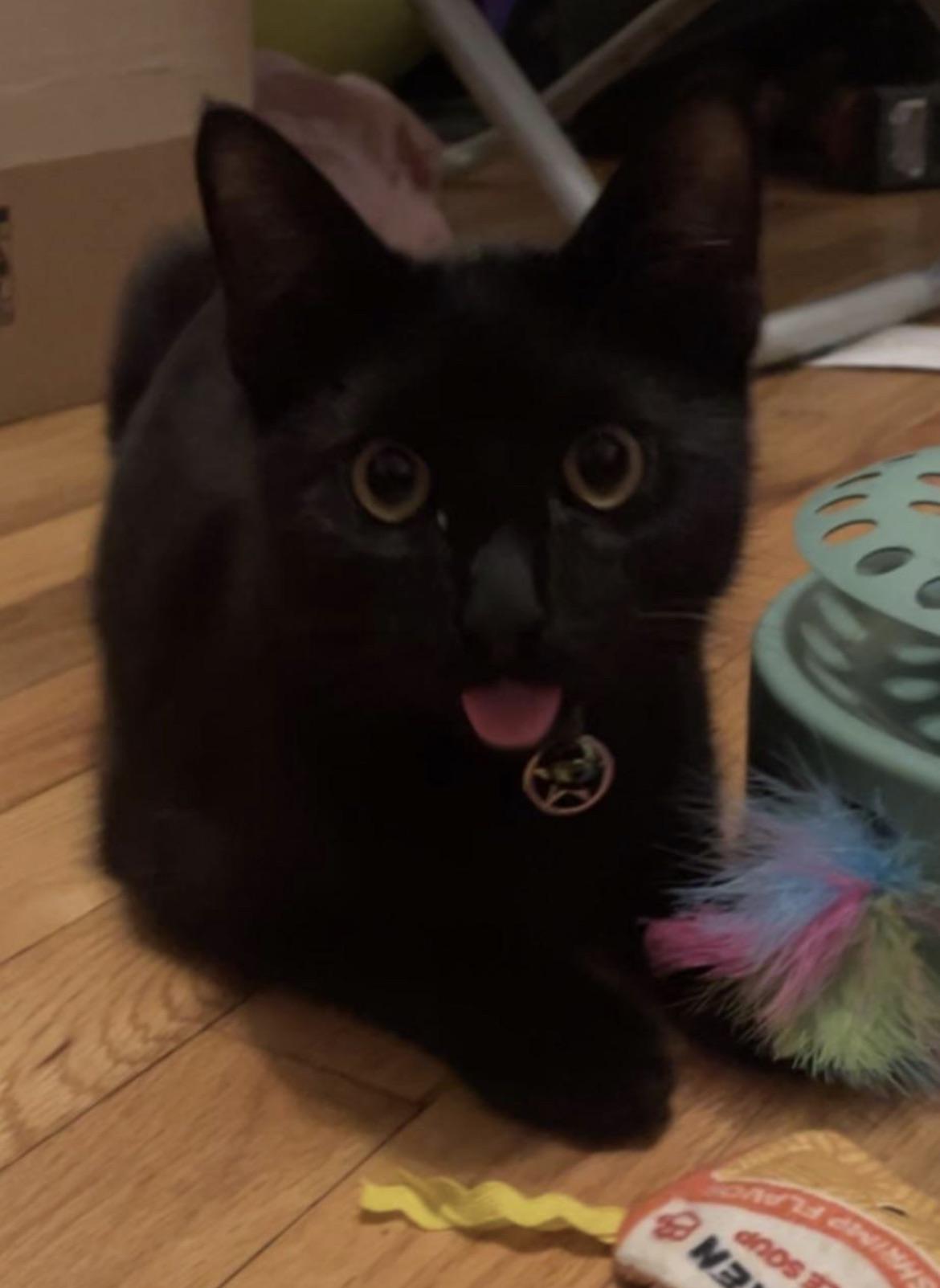 Little man always blep | Scrolller