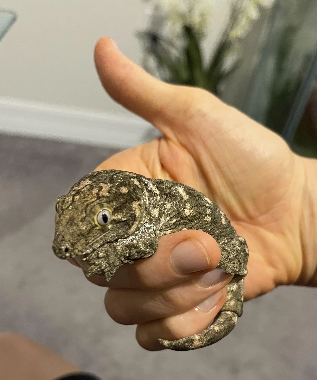 Thumbs up | Scrolller