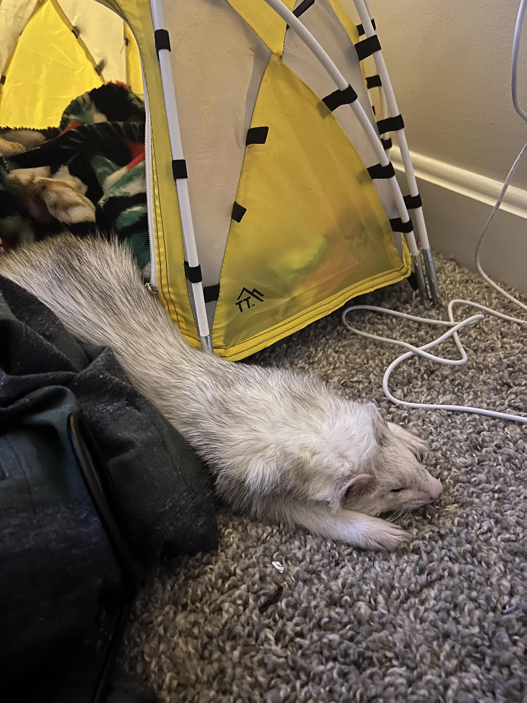 Discover more like Ferrets: Sleepy baby and Related Content | Scrolller