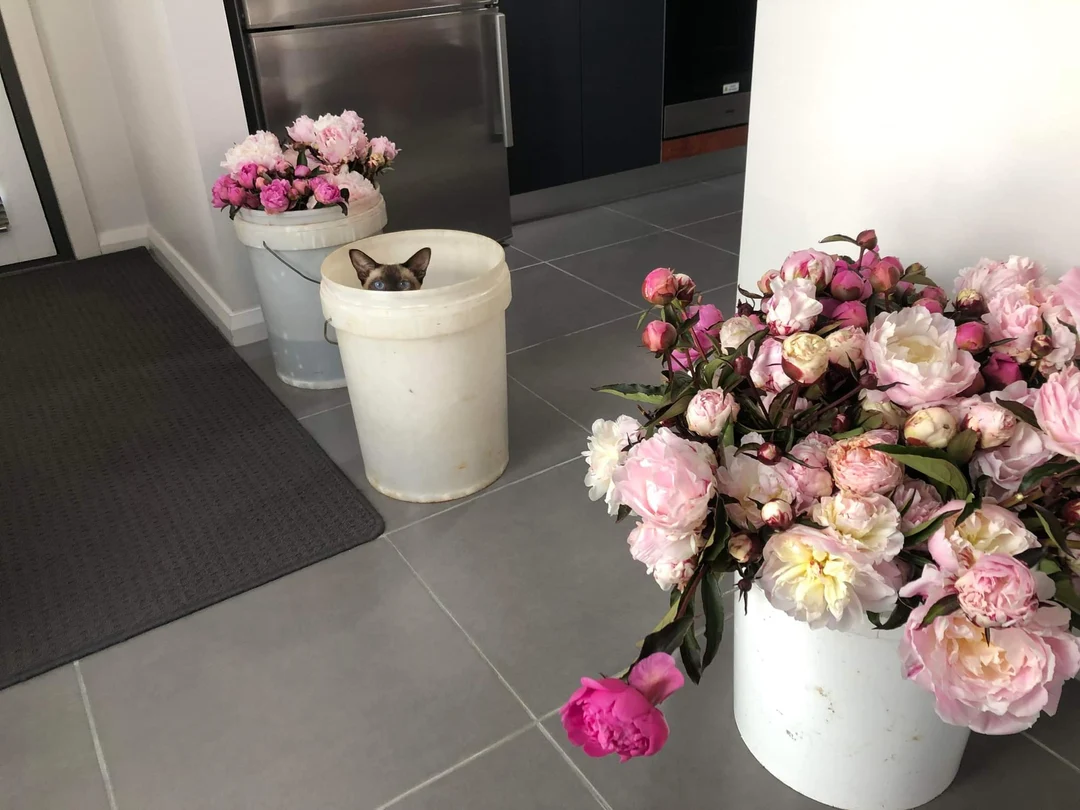 Cat in a bucket | Scrolller