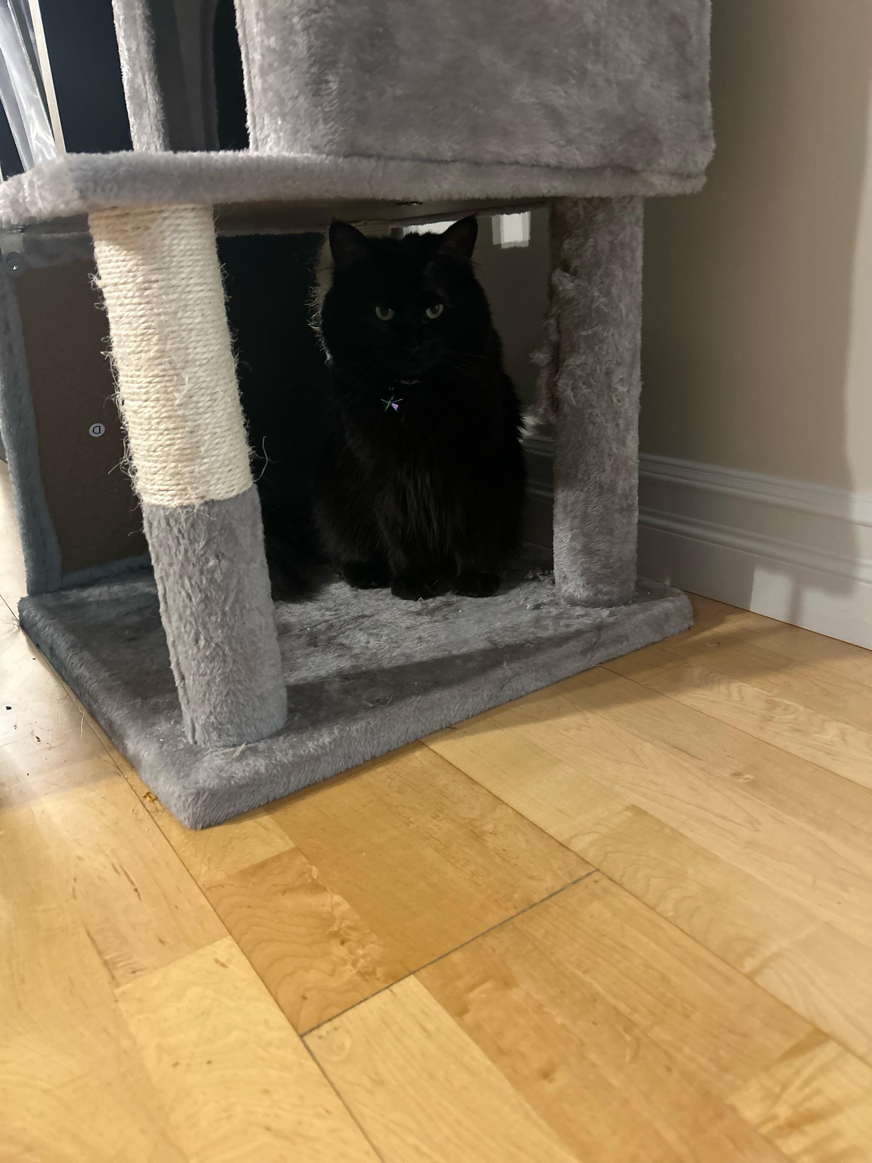 Anyone else have a non playful by day/only cuddly at 3am cat? | Scrolller