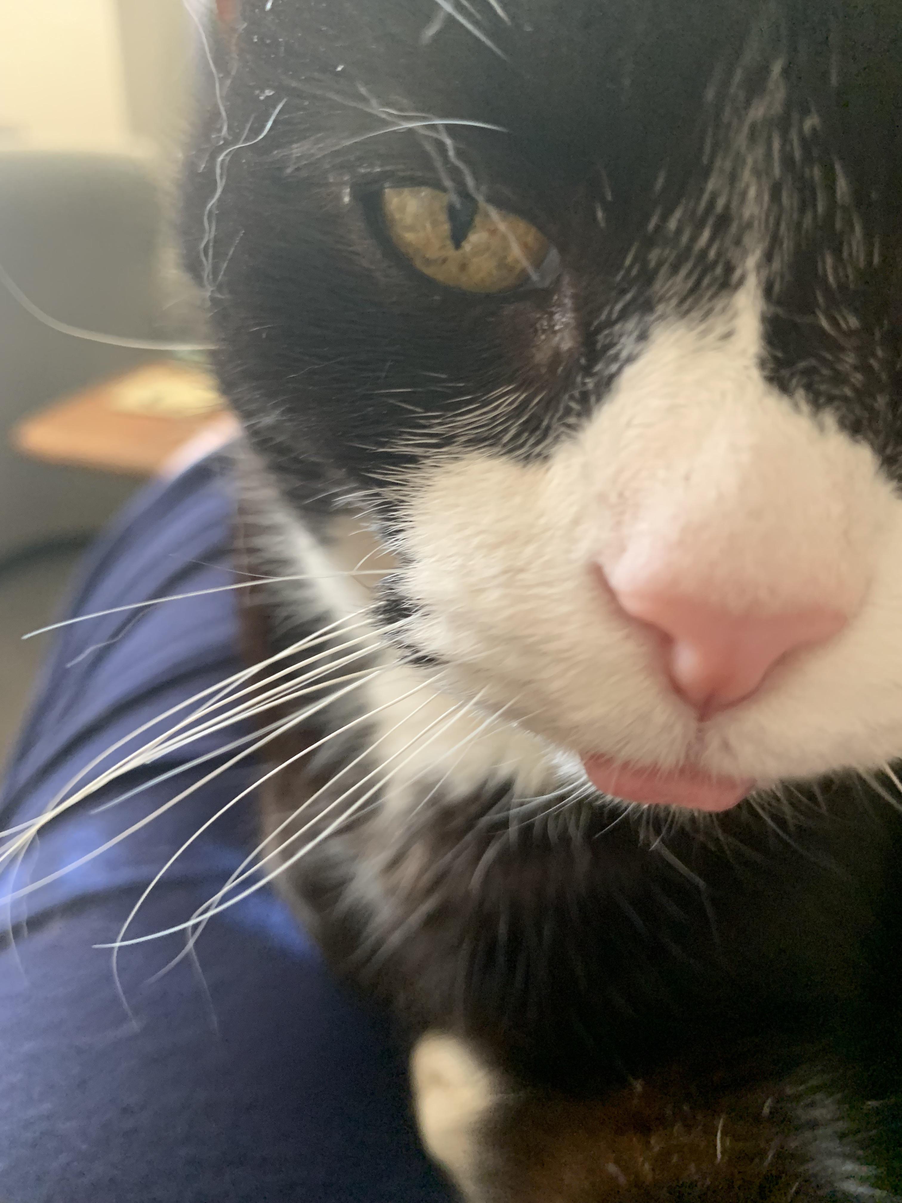 Post face-smush blep [OC] | Scrolller