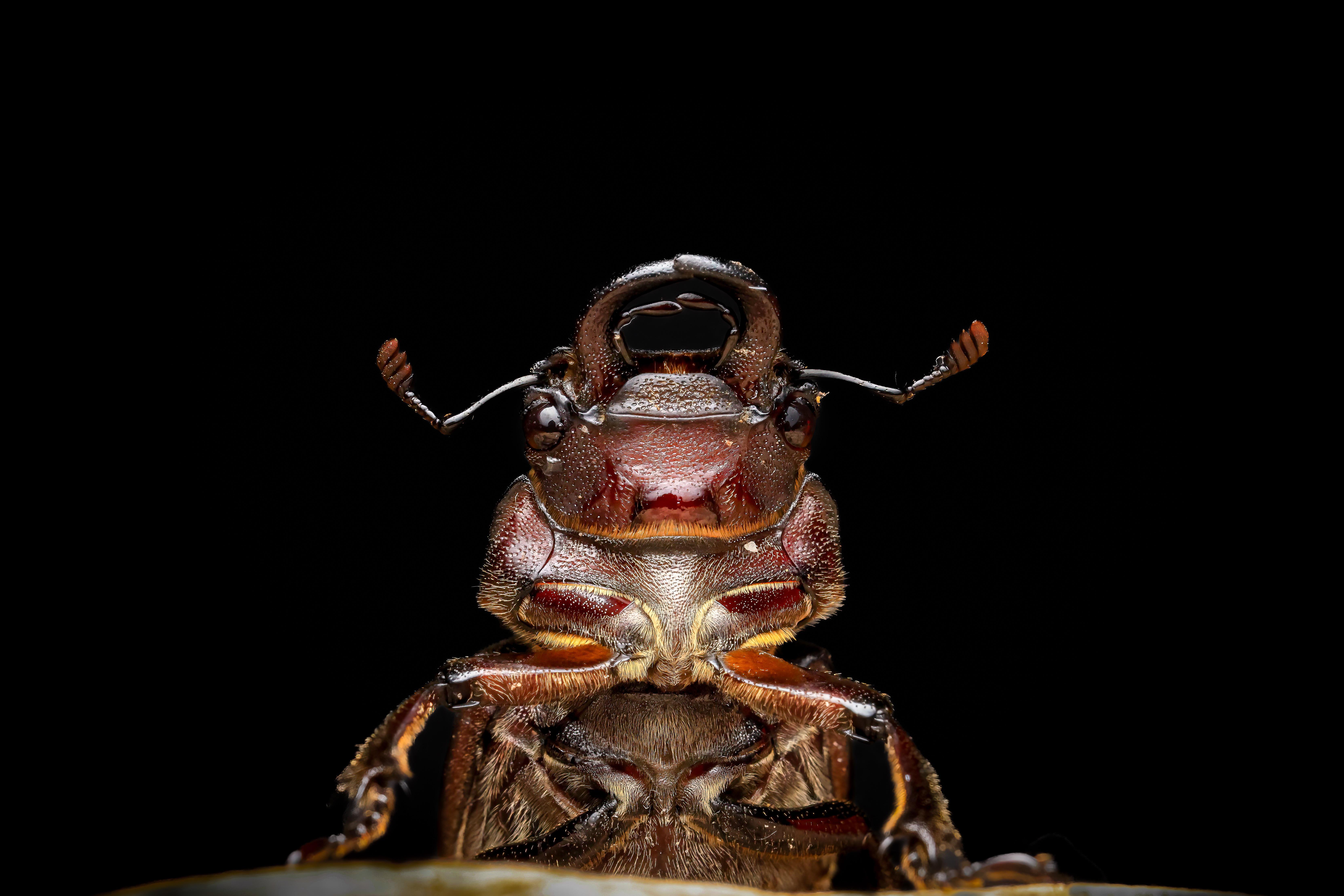 Stag beetle | Scrolller