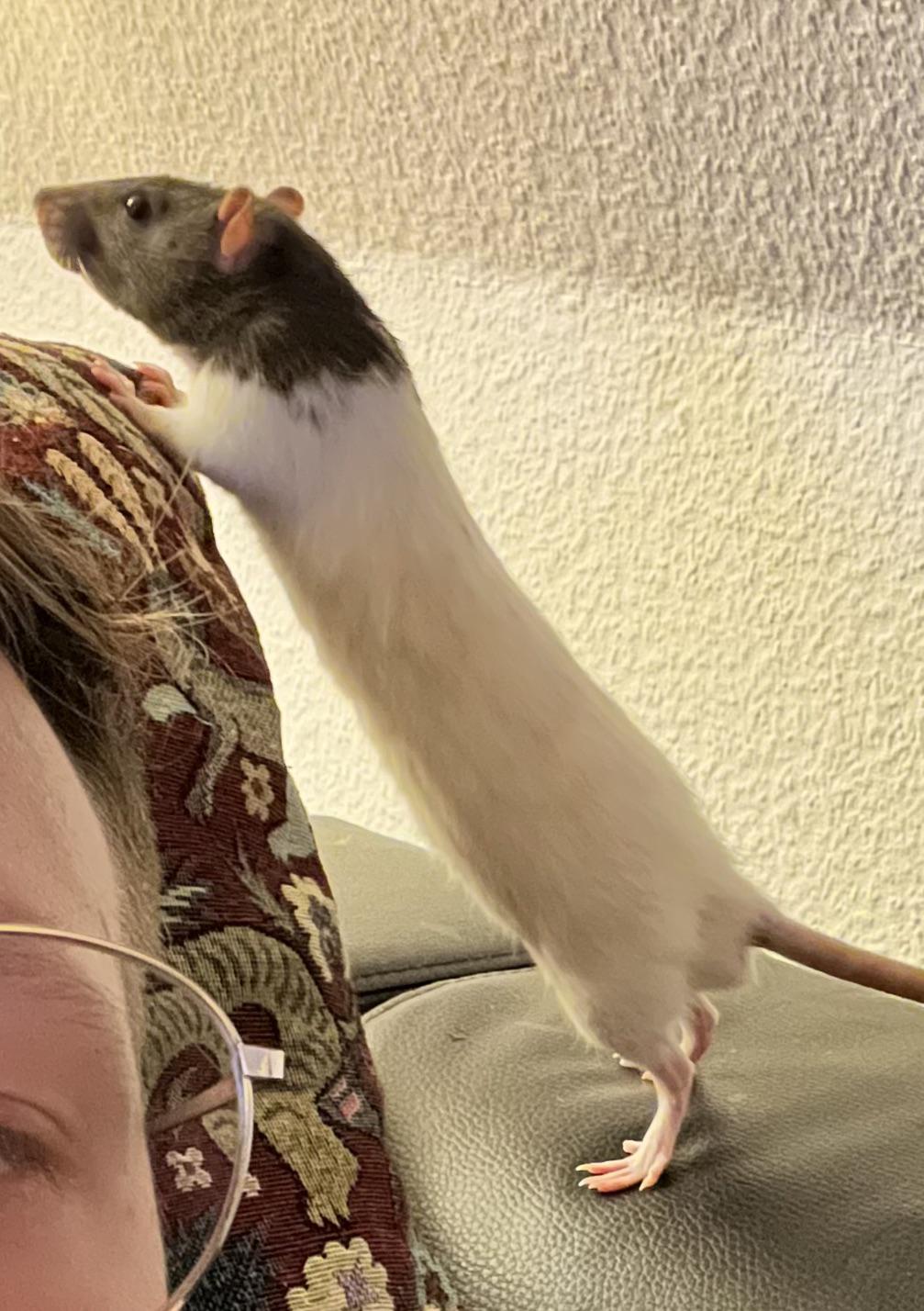 Long mouse | Scrolller