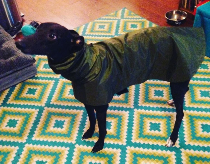 Happy 5th Gotcha Day, Merlin! | Scrolller