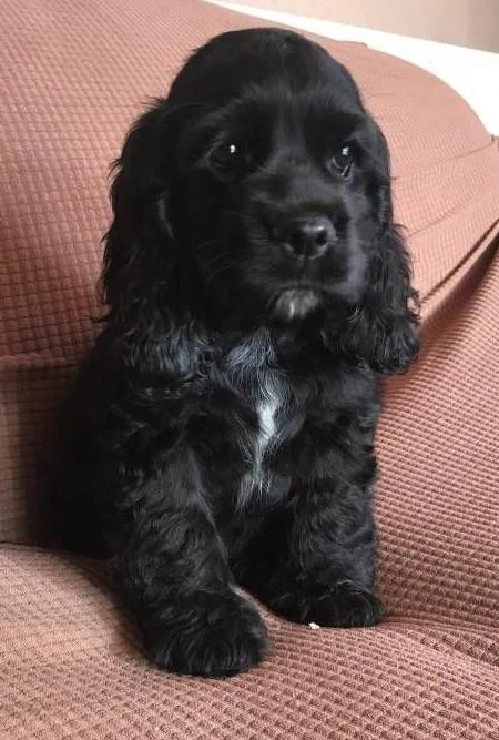 This Cute Black And White Cocker Spaniel 🐶 | Scrolller