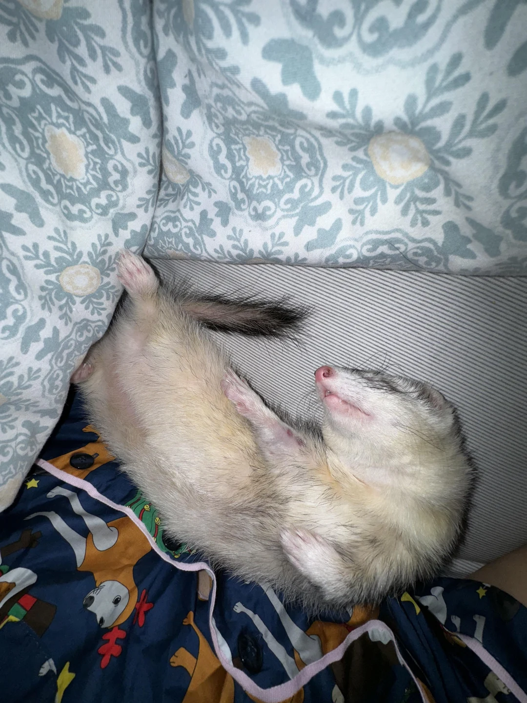 Ferret throwing up! | Scrolller