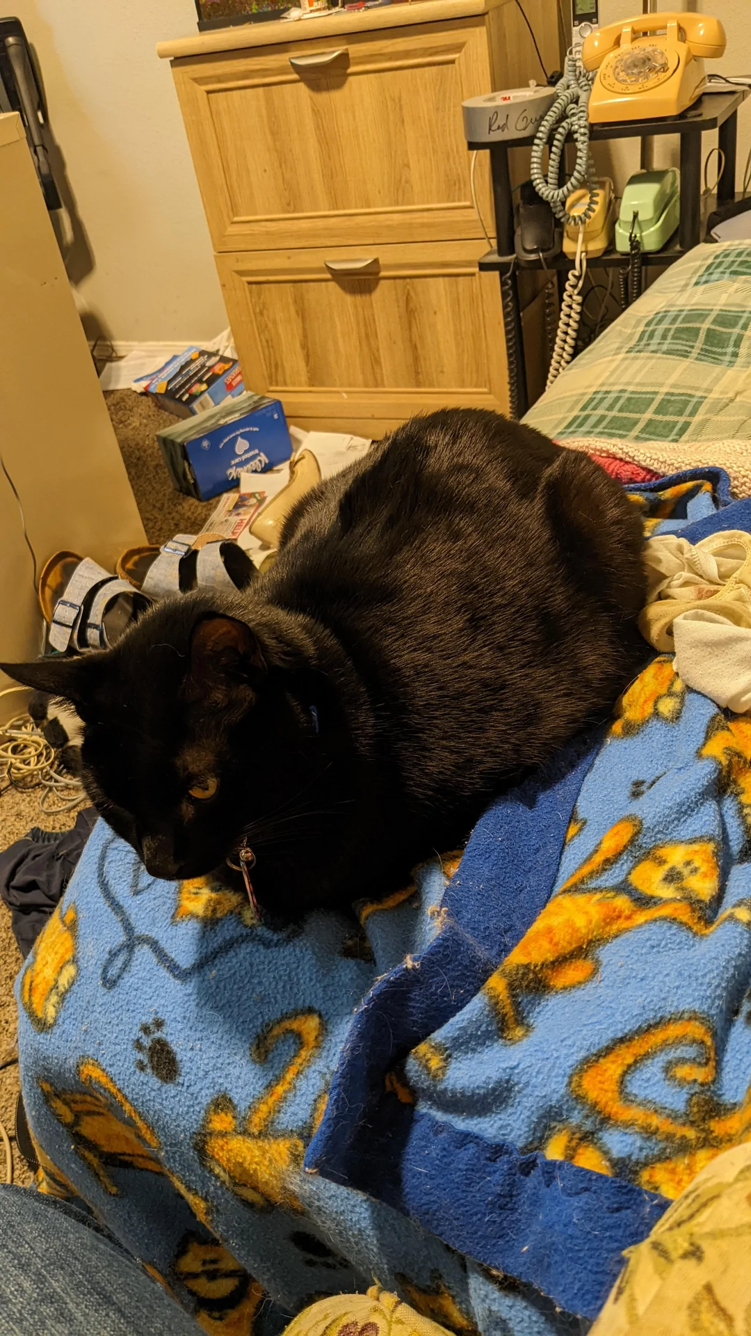 A fine specimen of a cat loaf | Scrolller