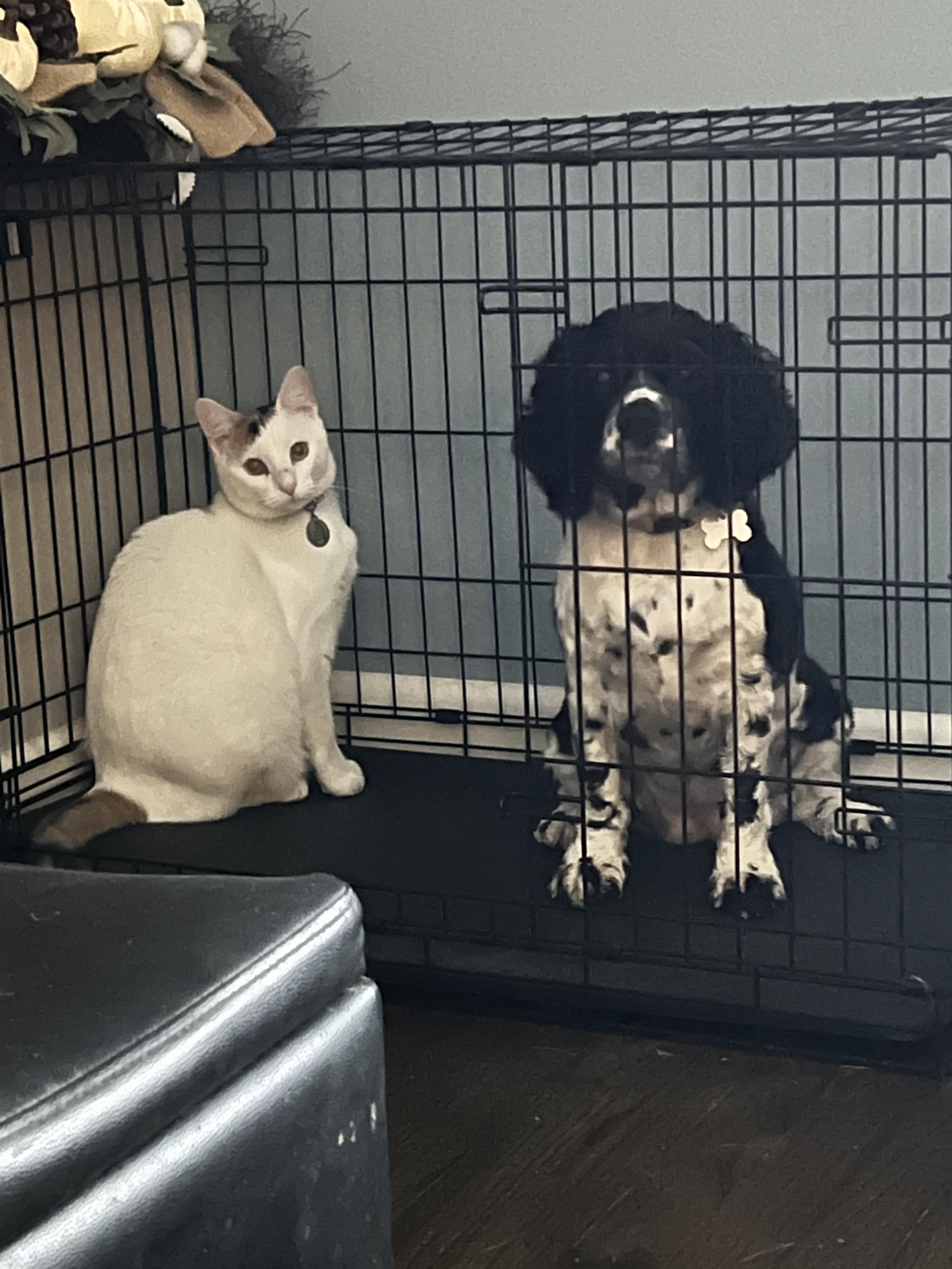 Real best friends go in the crate together. | Scrolller