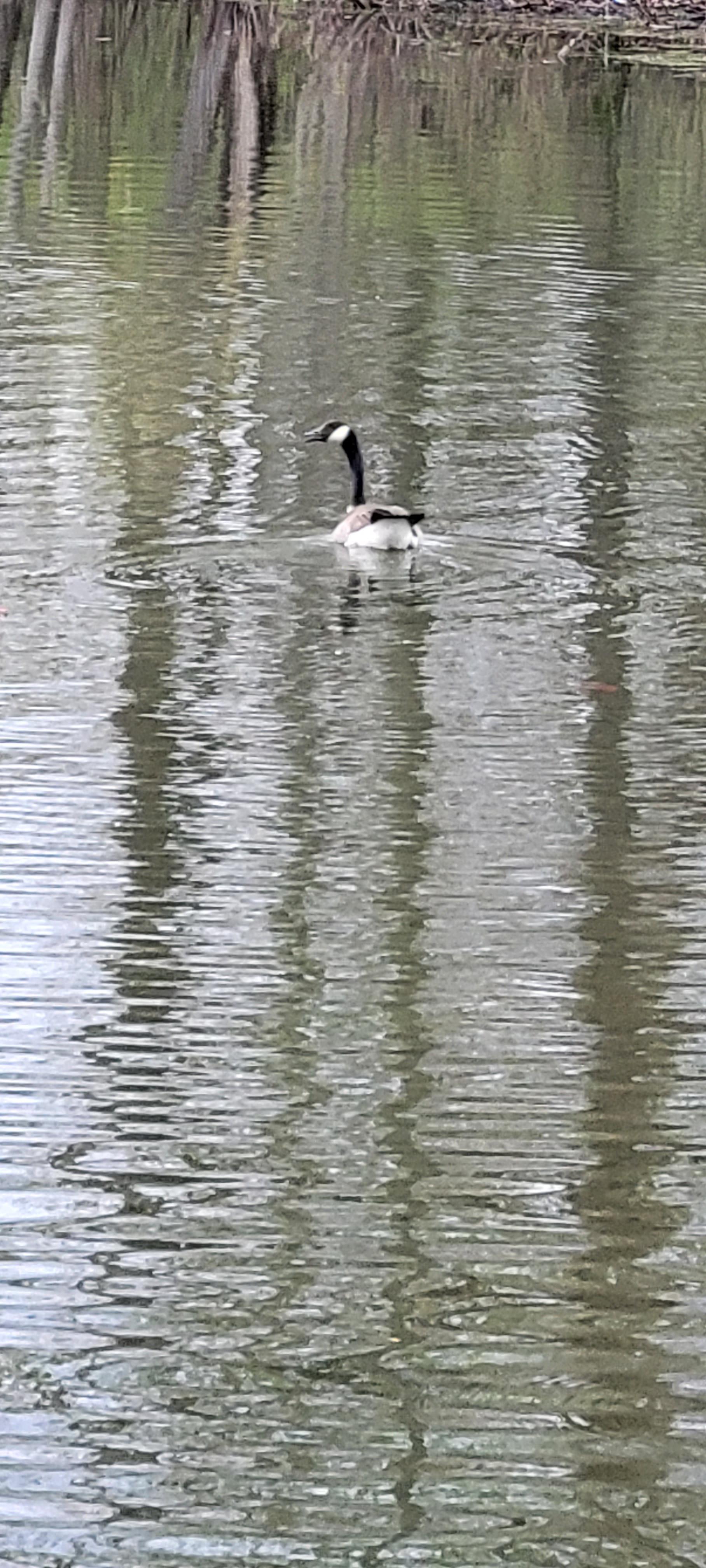 Discover more like Birdpics: A Canadian Goose in water (Ohio, Mosquito Lake) and Related Content ...
