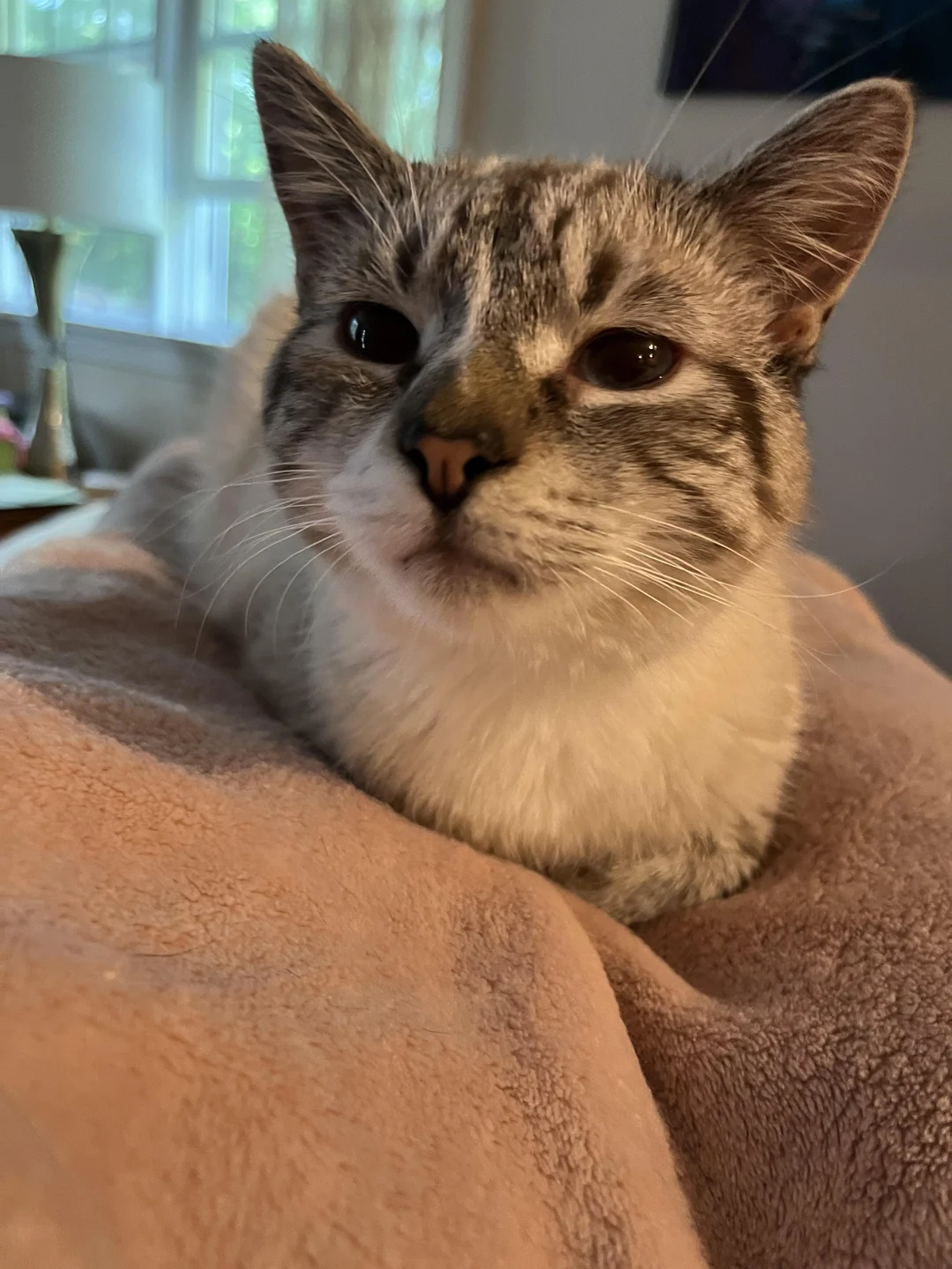 Part Siamese cat in loaf form | Scrolller