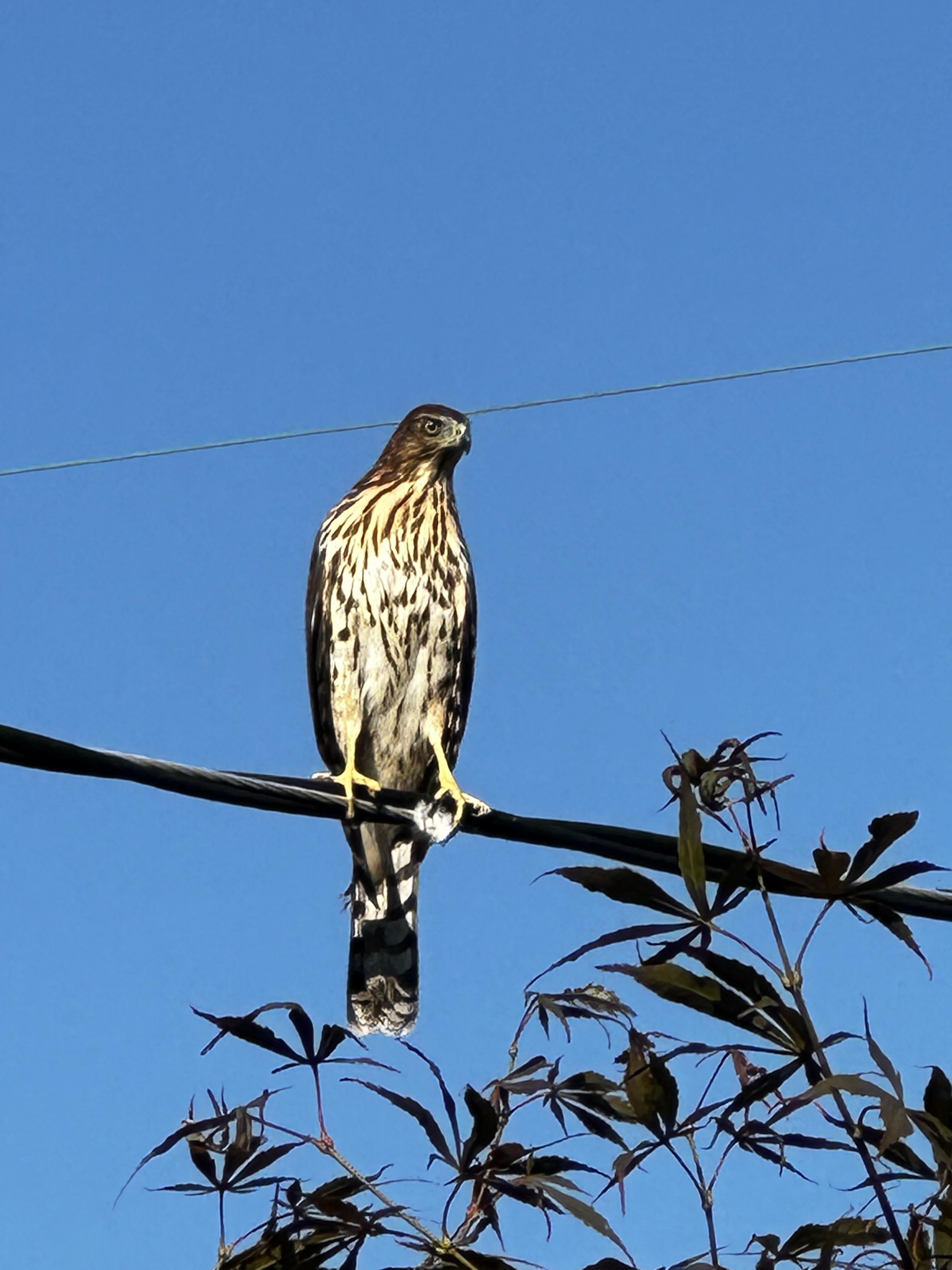 Help identifying | Scrolller