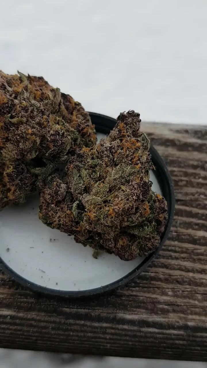 Triceratops Strain | Scrolller