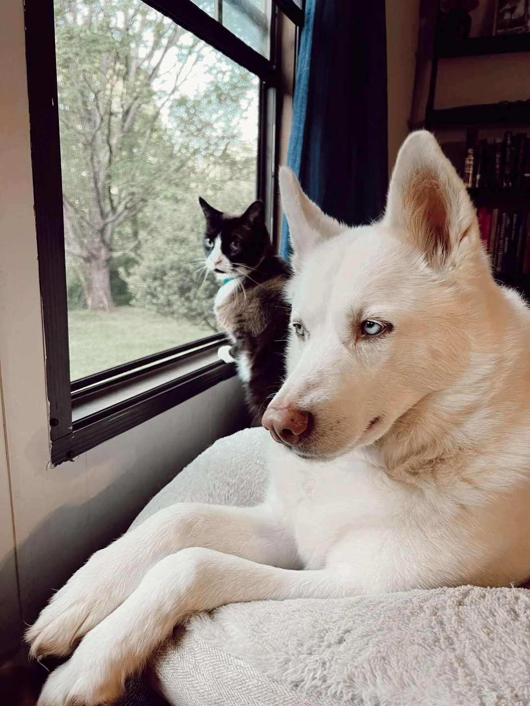 hanging with grumpy cat 🐱🐻‍ ️ | Scrolller