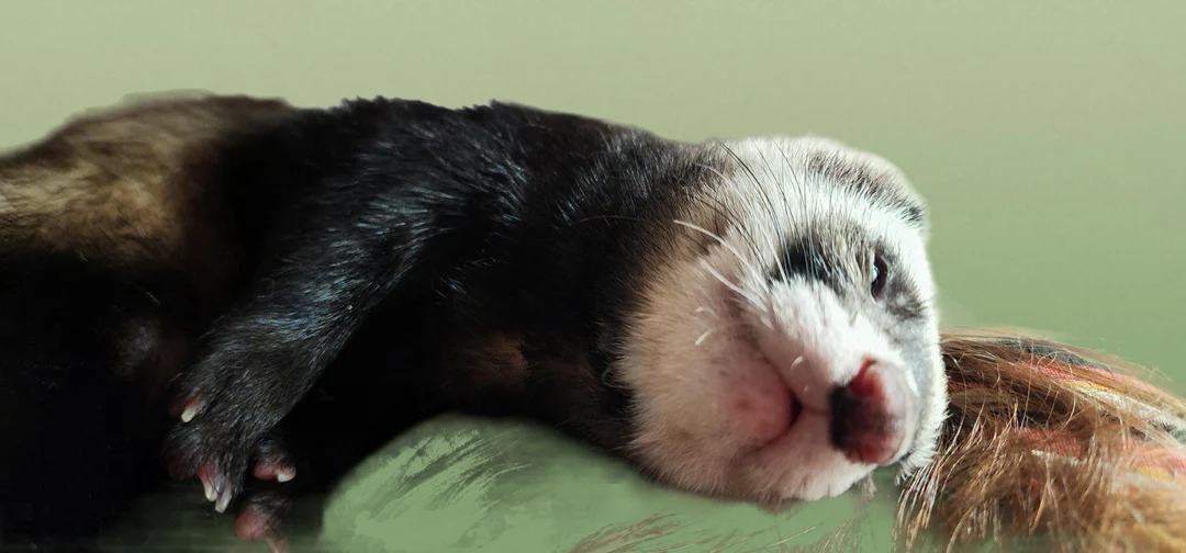 Pls photoshop beans into unique sleeping locations | Scrolller