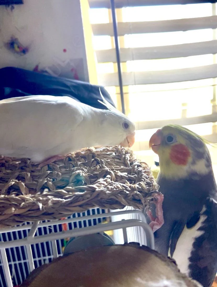 “Henlo!” | Scrolller