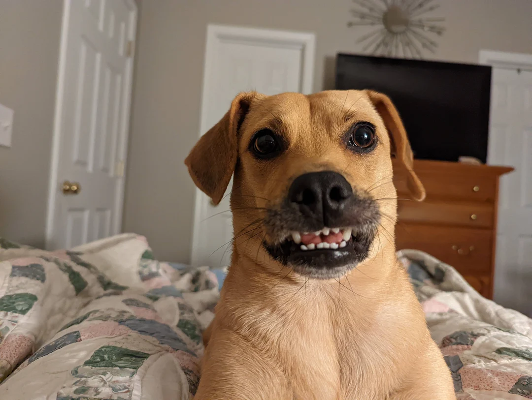 Smile for the camera, Maple. | Scrolller