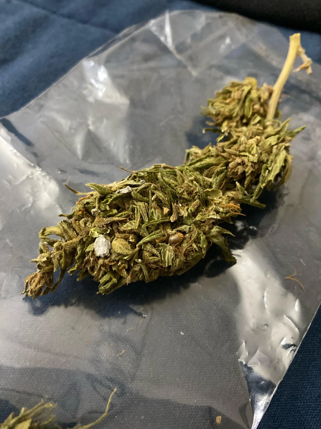 How bad is this weed | Scrolller