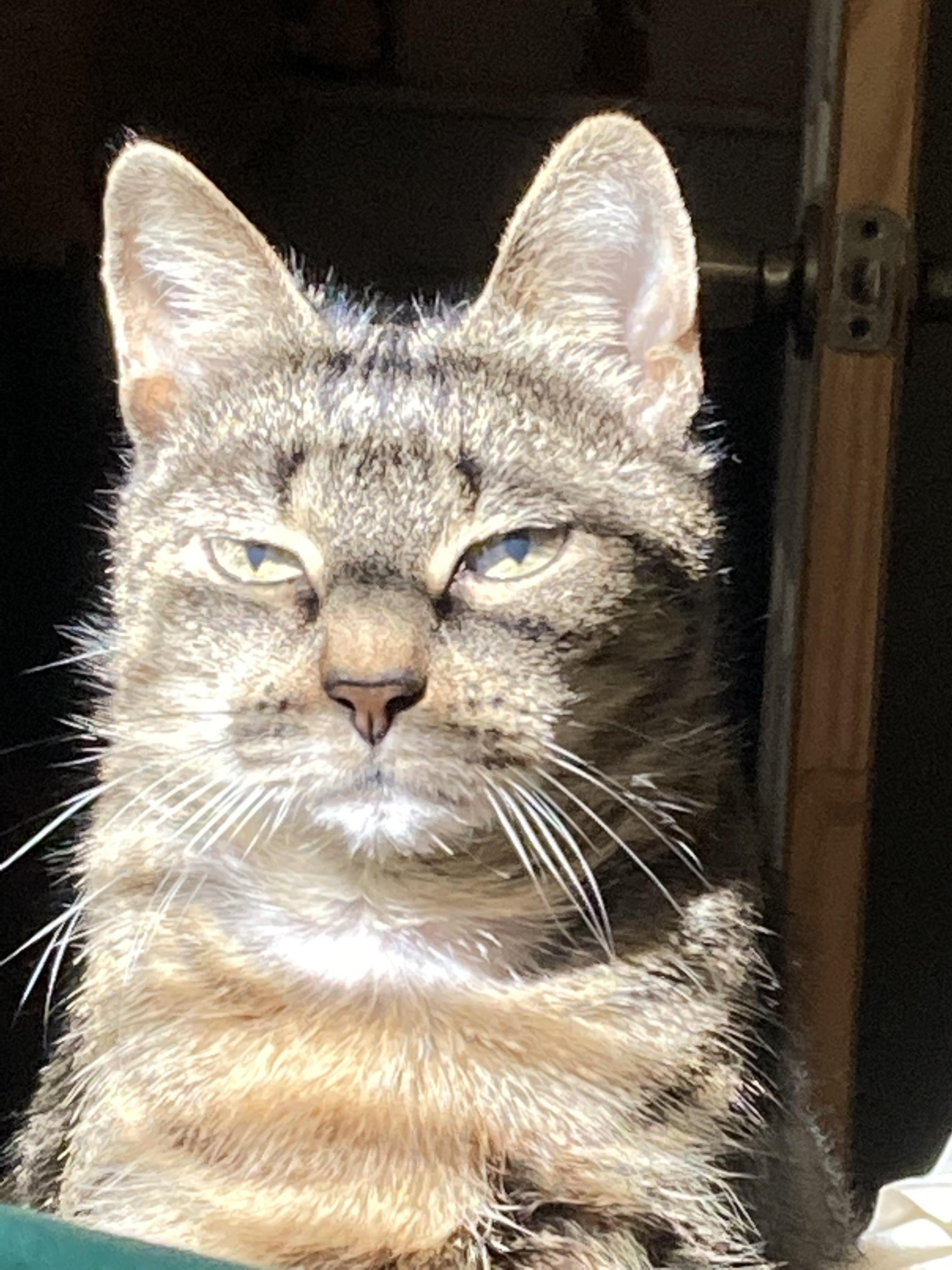 19 year old Fifi cosplaying a tiger. | Scrolller