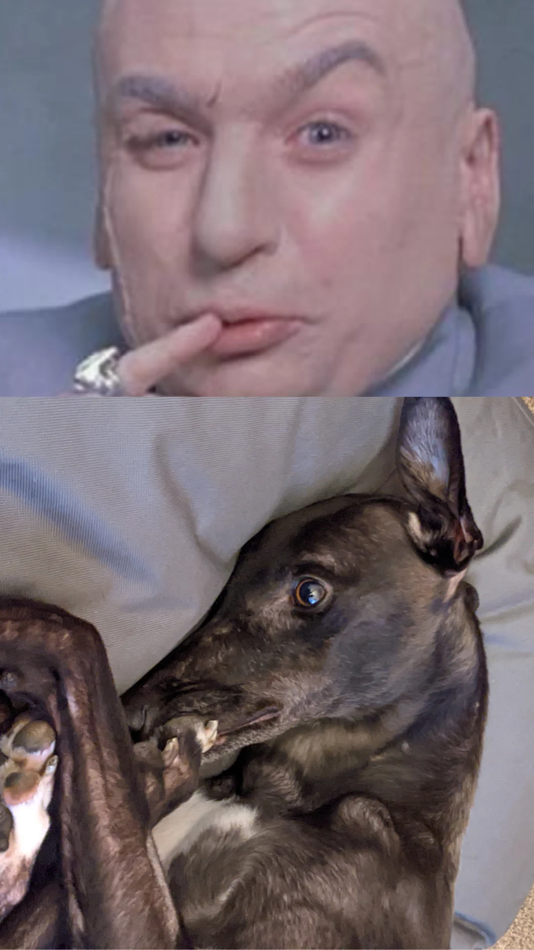 Mr Nugs doing his impression 🤣 | Scrolller