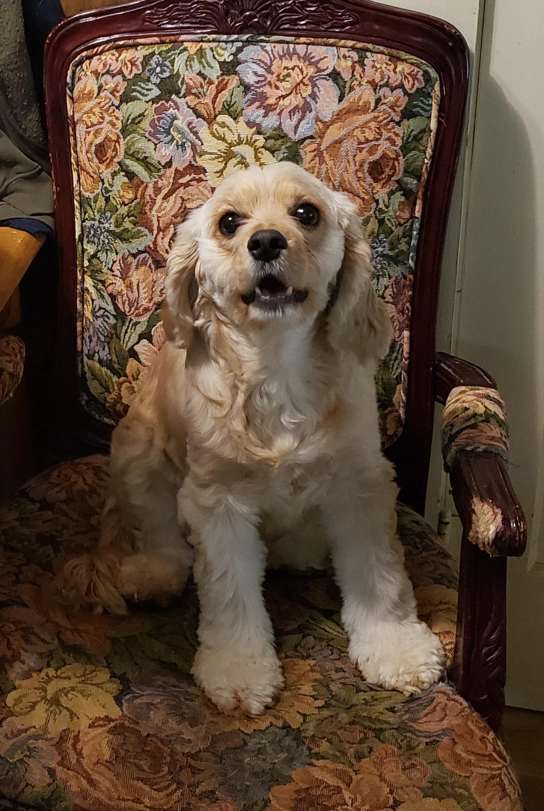 Benji after he gets caught eating the chair | Scrolller