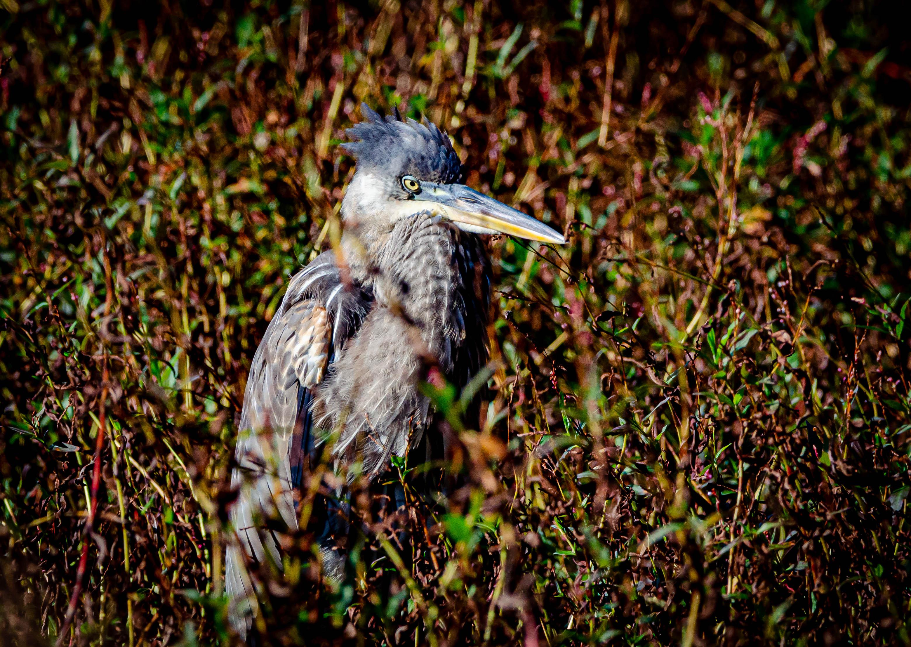 Not sure I'd ever seen a heron quite so rugged looking. | Scrolller