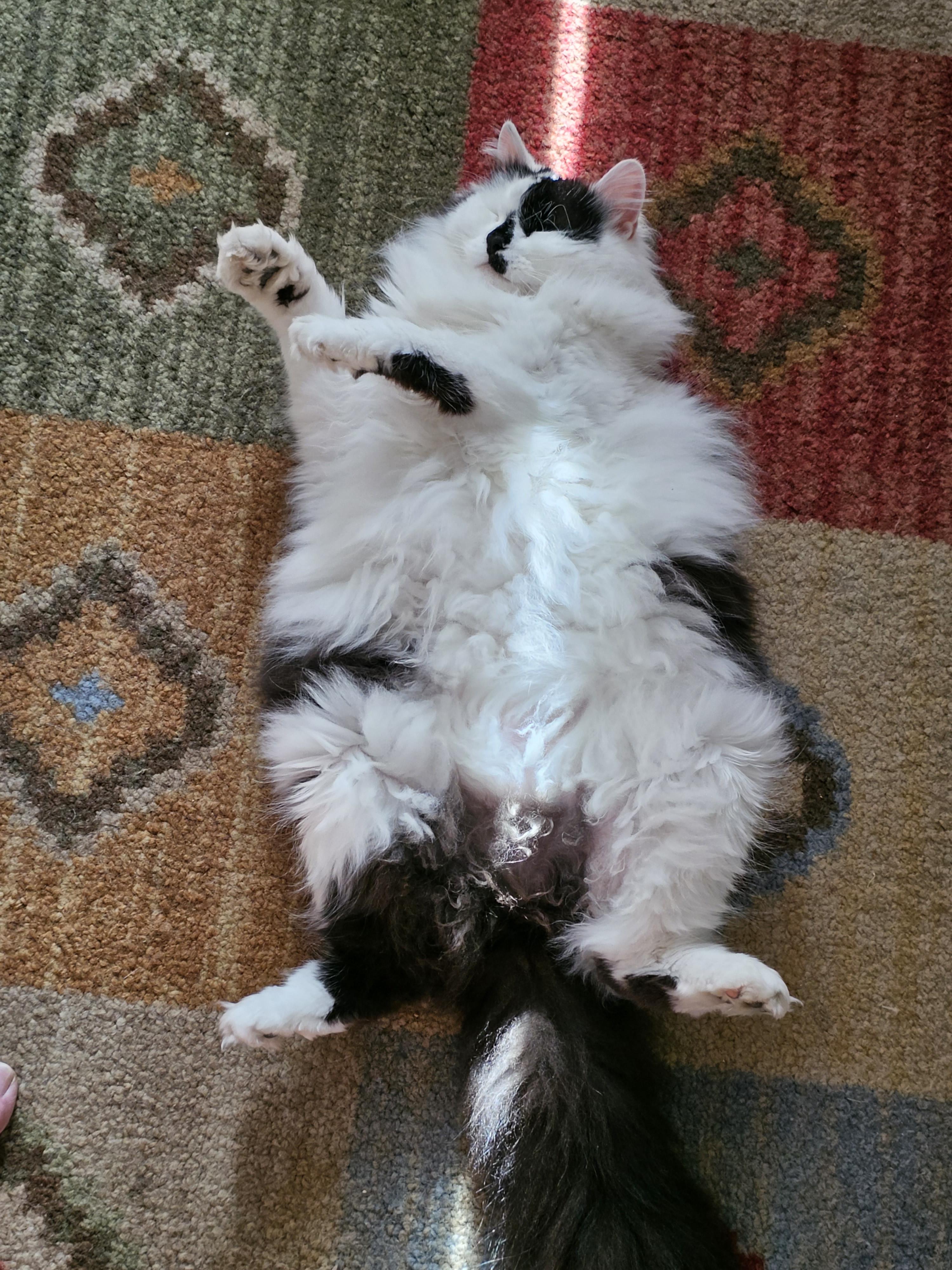 Chonk Fluff | Scrolller