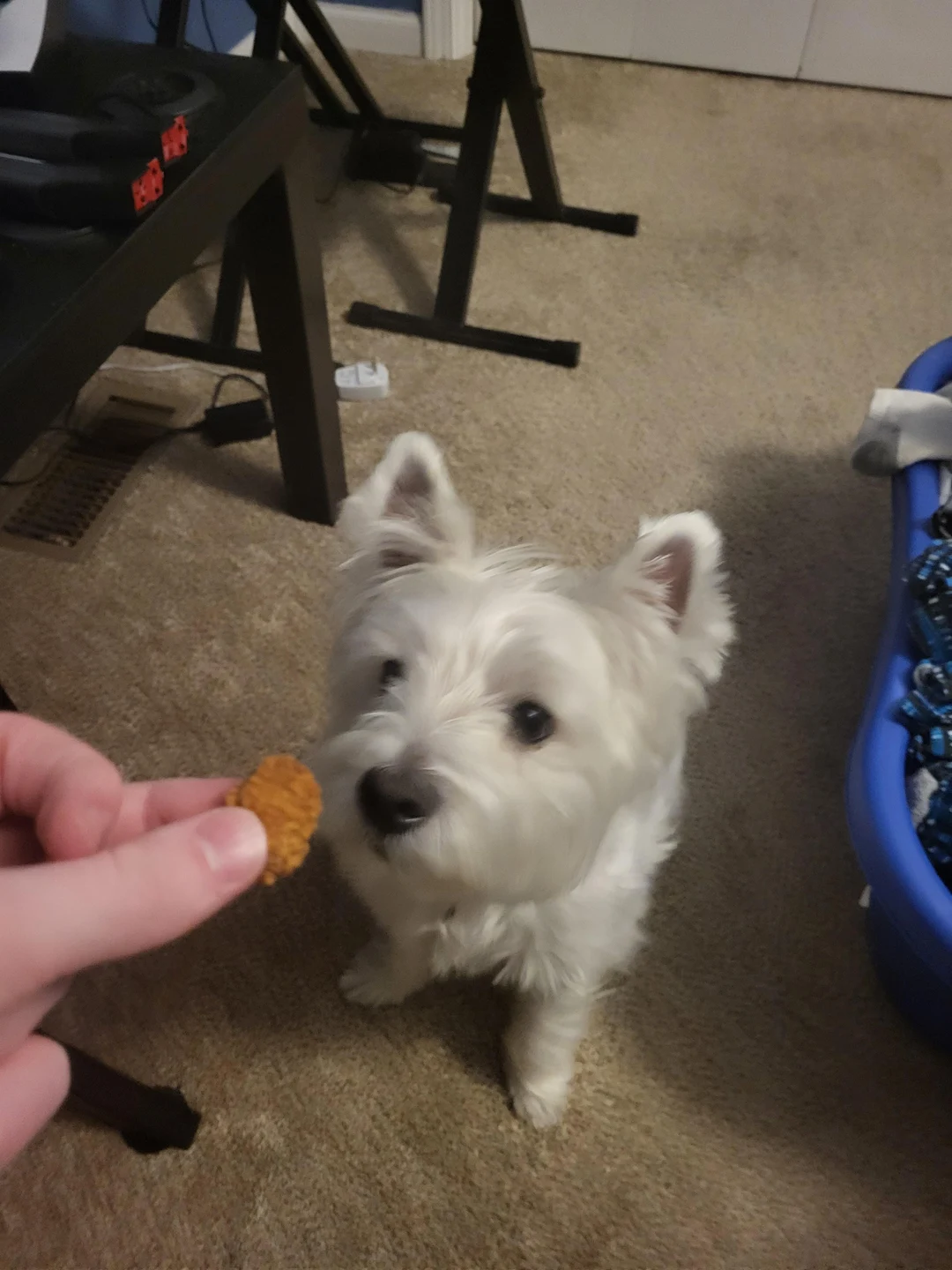 Nugget Dog | Scrolller