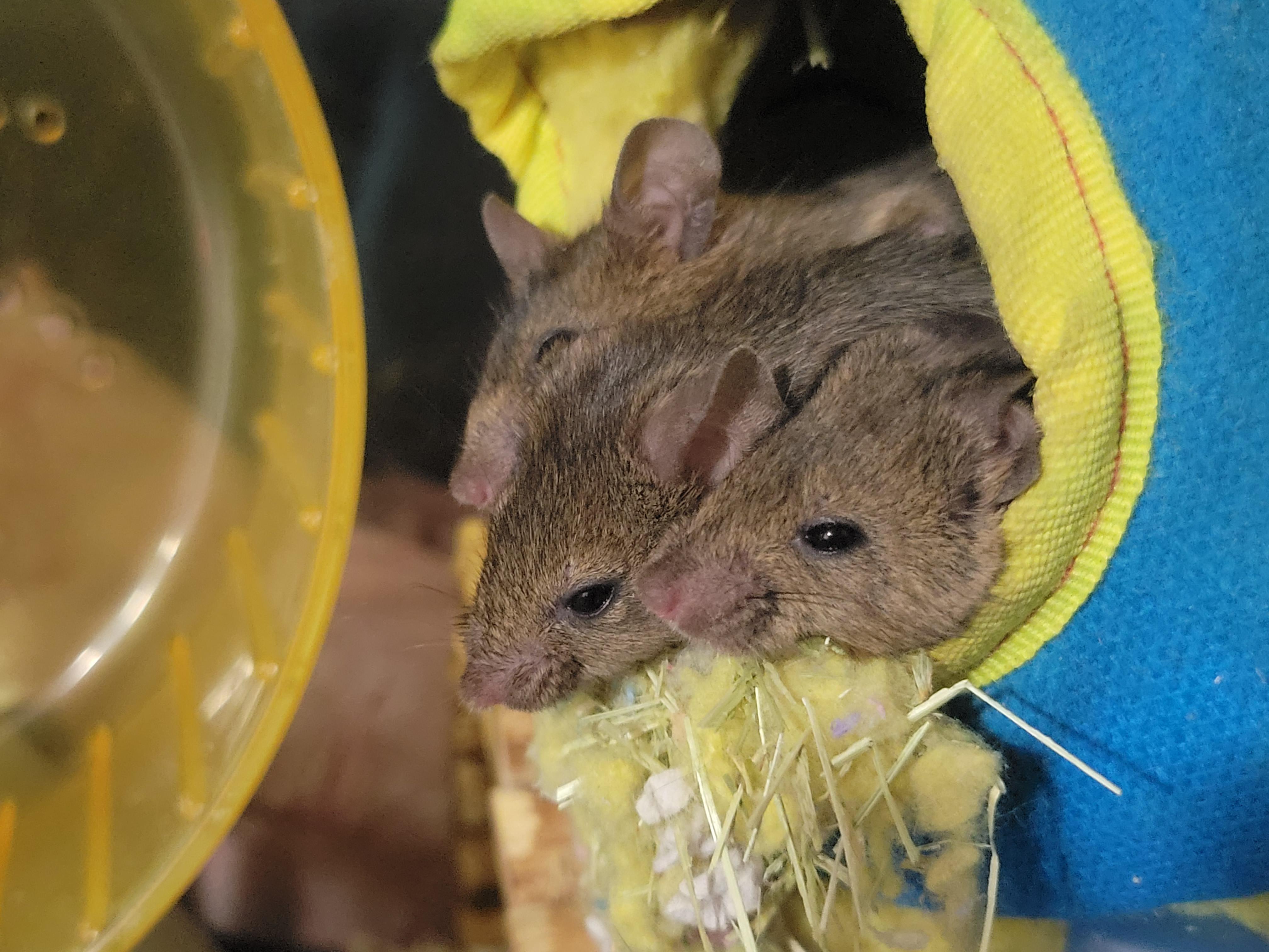 My lovely lady mice 💕 | Scrolller